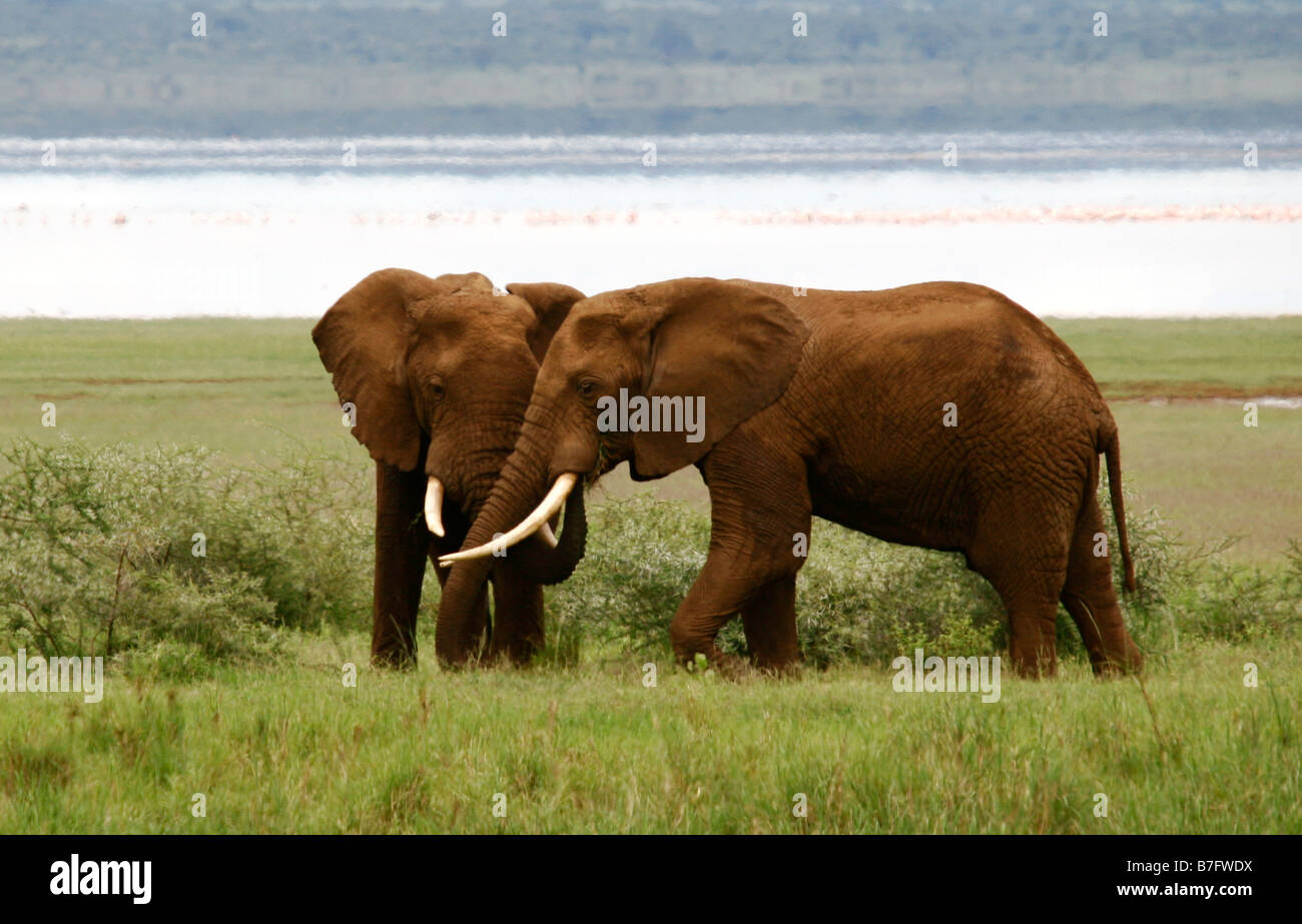Elephant tusks touching hi-res stock photography and images - Alamy