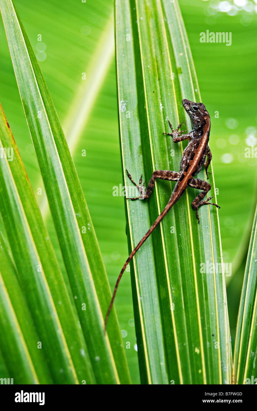 Anolis lizard, Las Casas de la Selva, Patillas, Puerto Rico Stock Photo ...