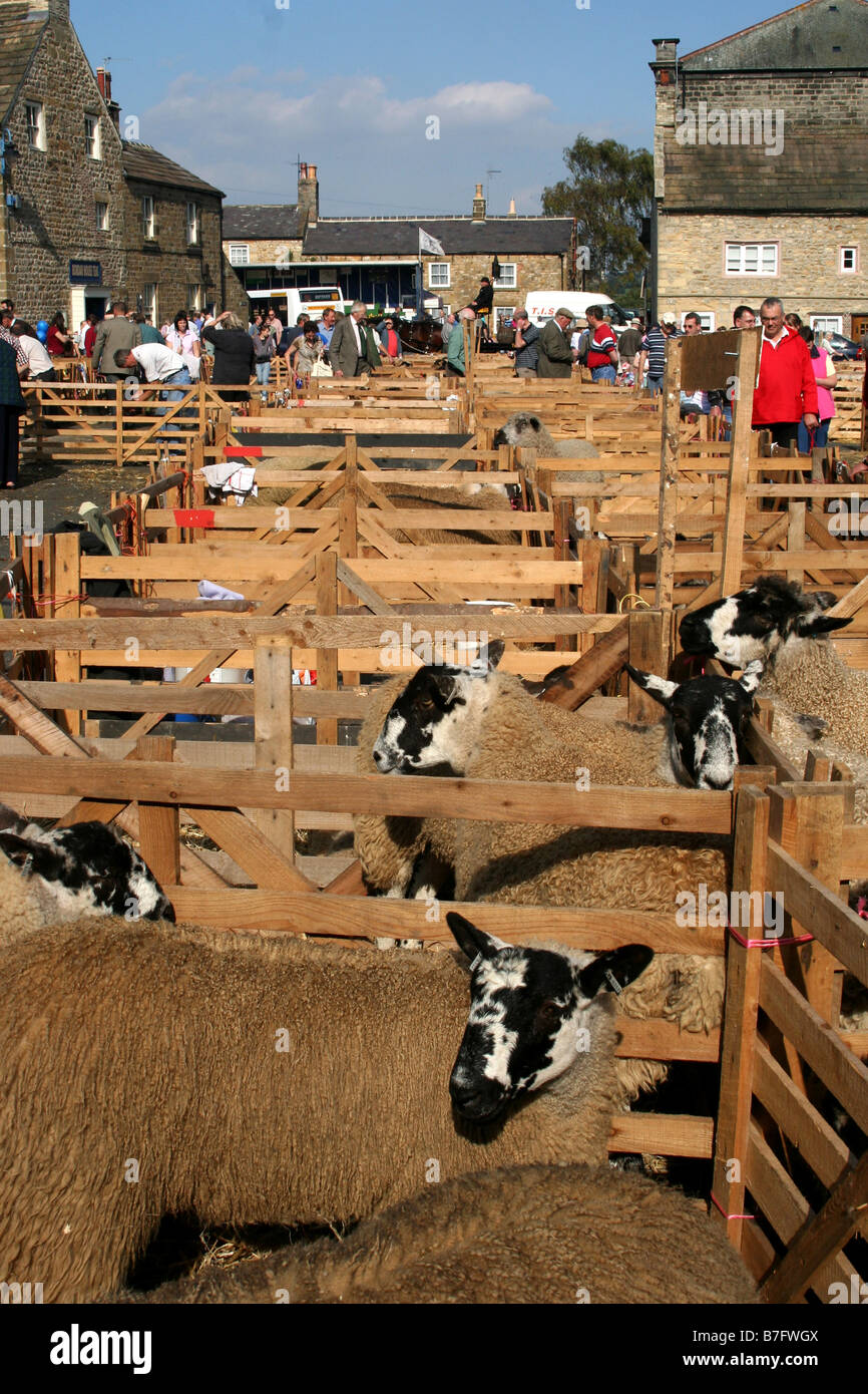 Sheep sheep fair north yorkshire hi-res stock photography and images ...