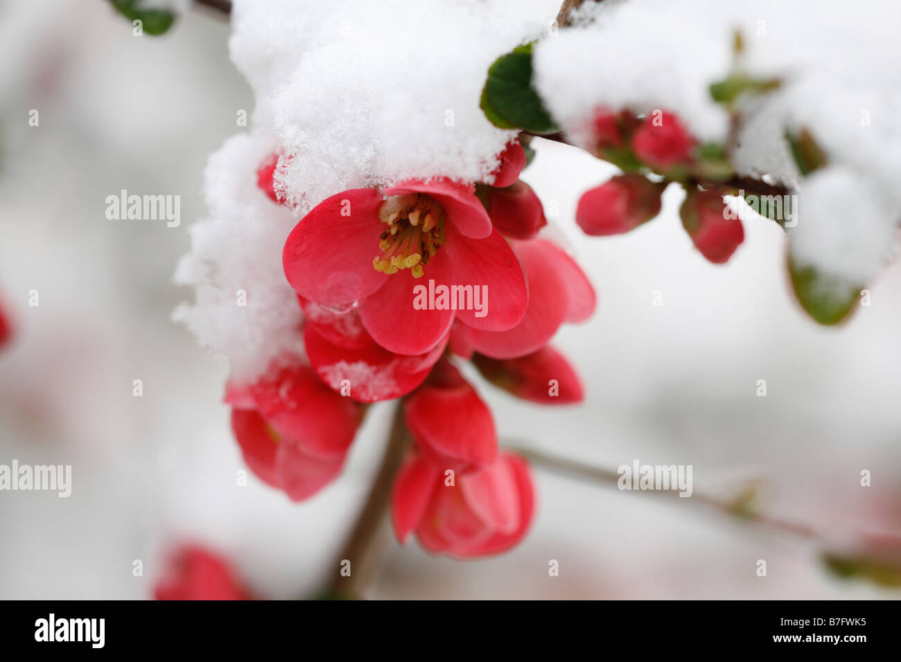 Japanese Snow Flower High Resolution Stock Photography and Images - Alamy