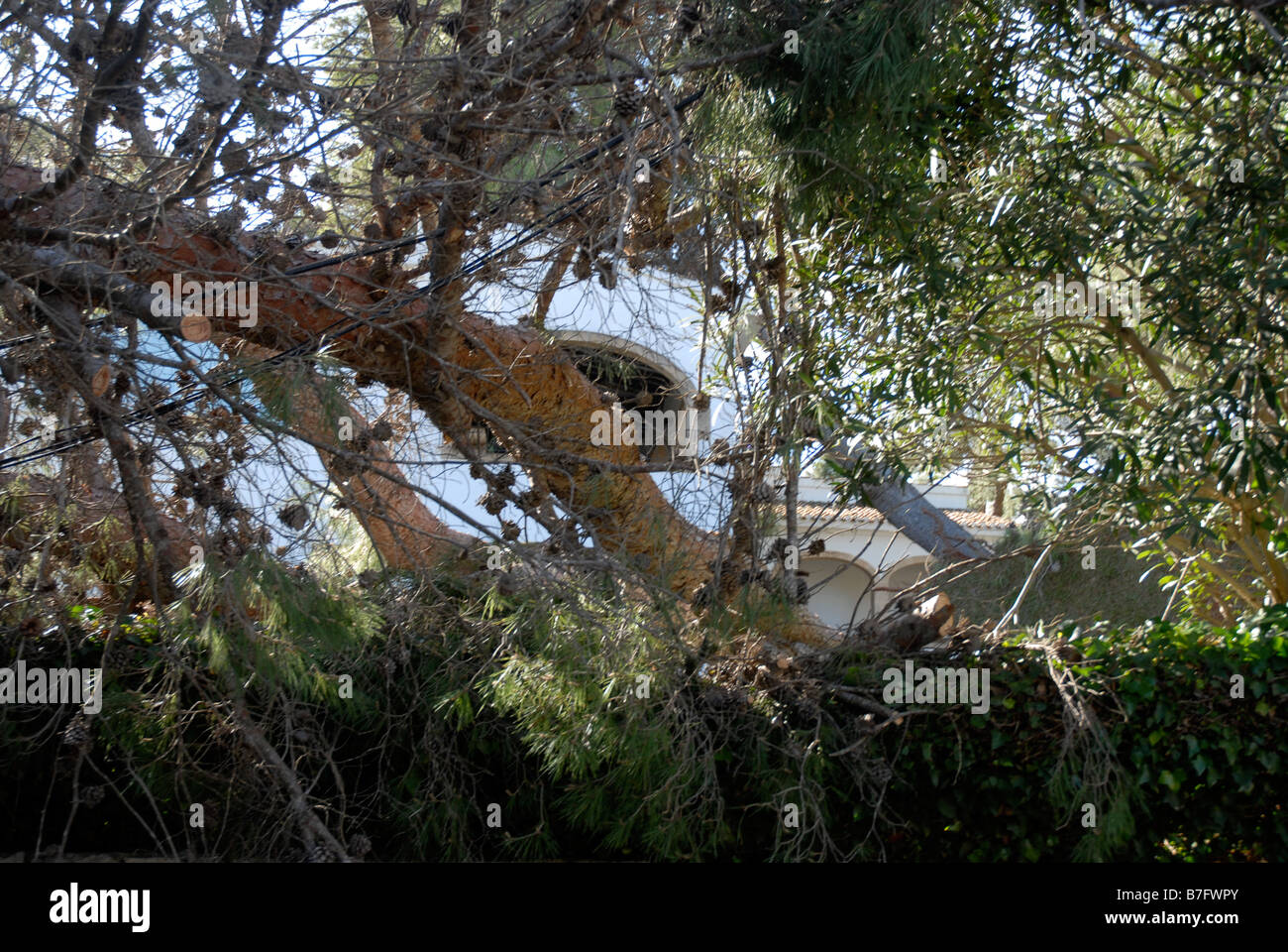 Hurricane winds tree hi-res stock photography and images - Alamy