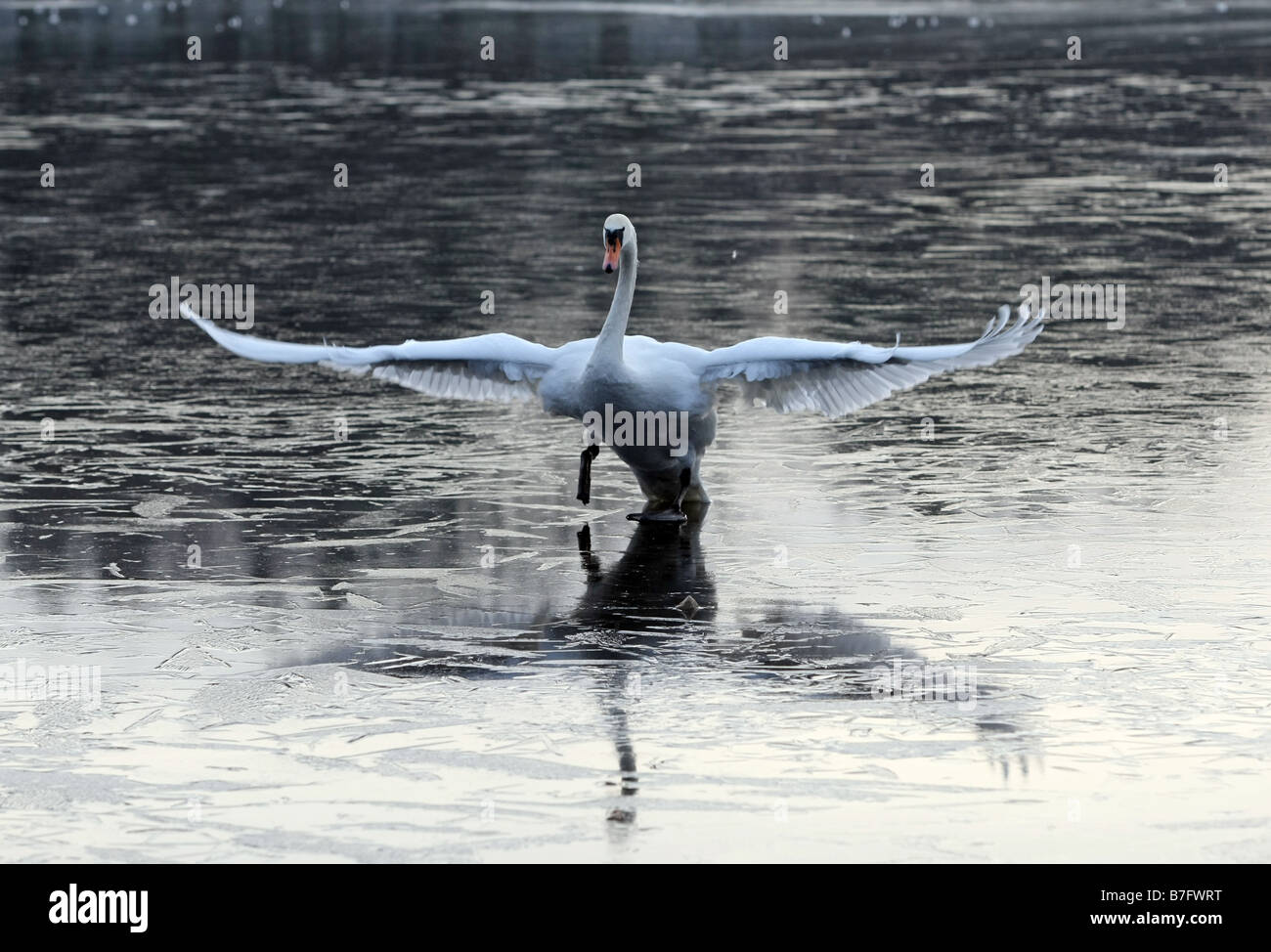 Swan feet hi-res stock photography and images - Alamy