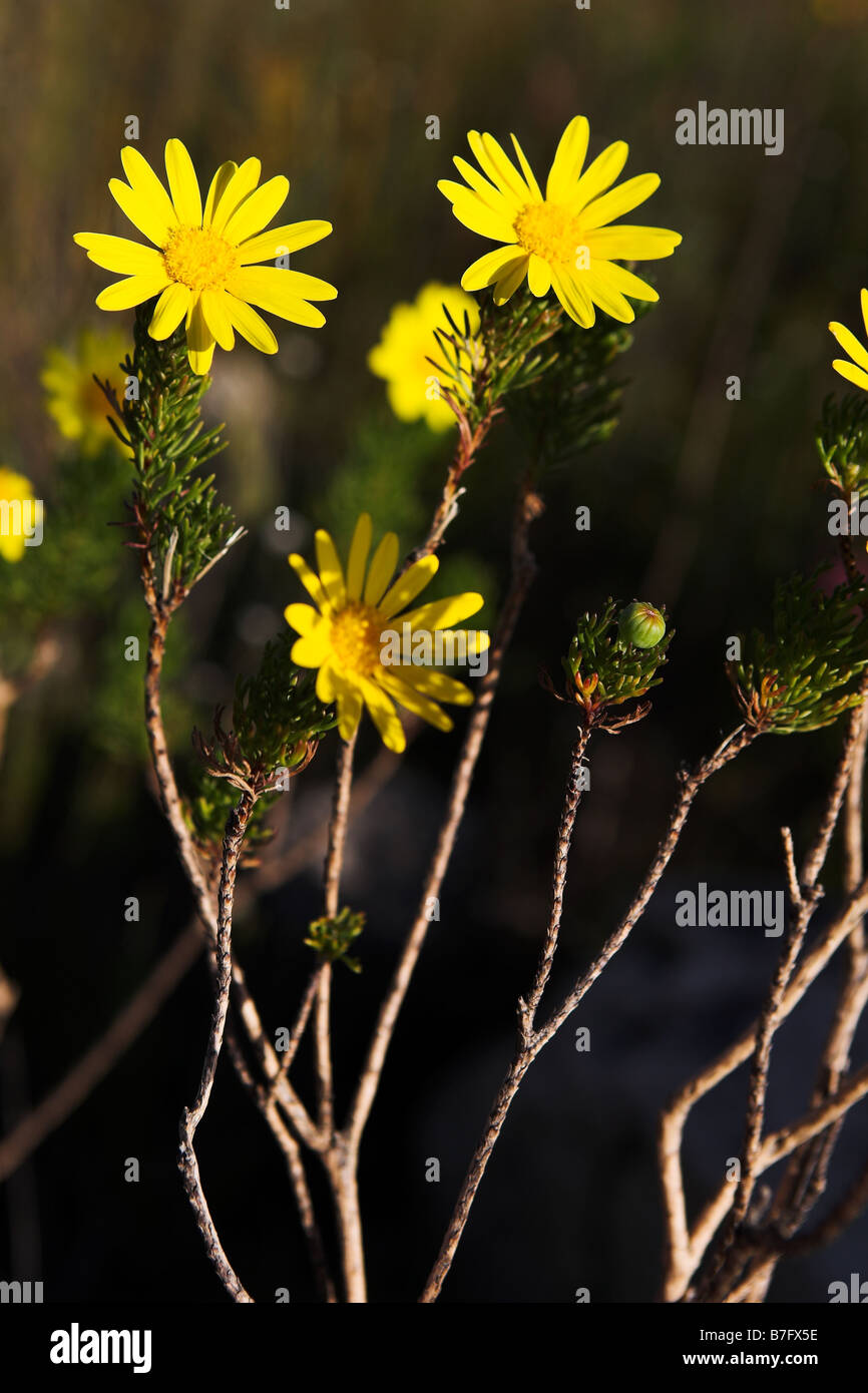 Yellow flowers d o f Flowers in focus background out of focus Stock ...