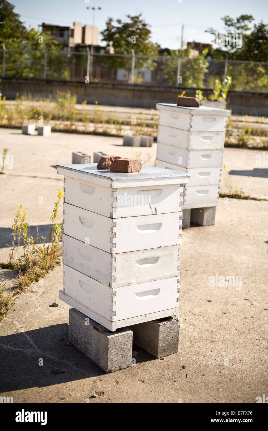 Beekeeping boxes hi-res stock photography and images - Alamy