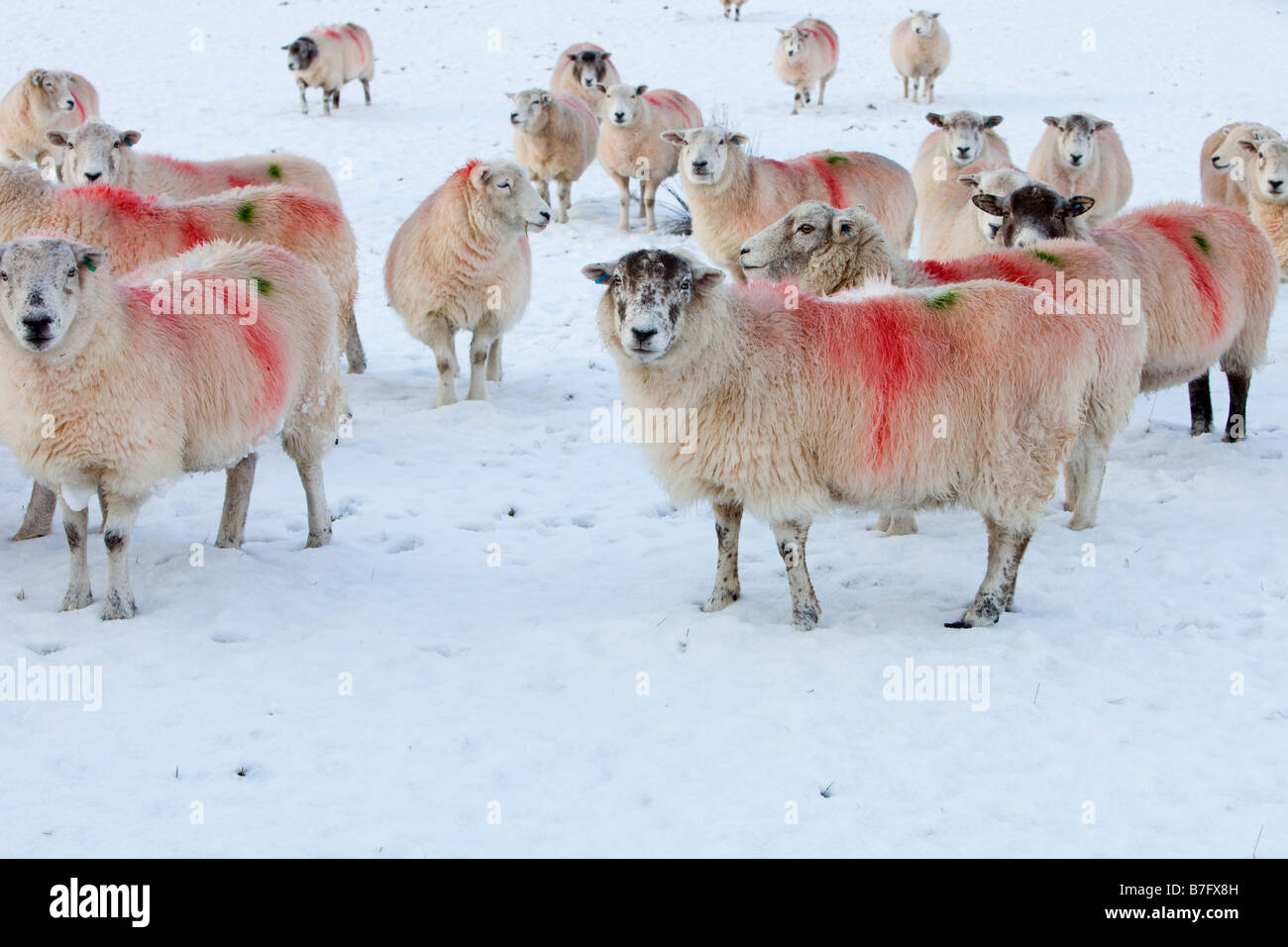 Sheep in snow hi-res stock photography and images - Alamy