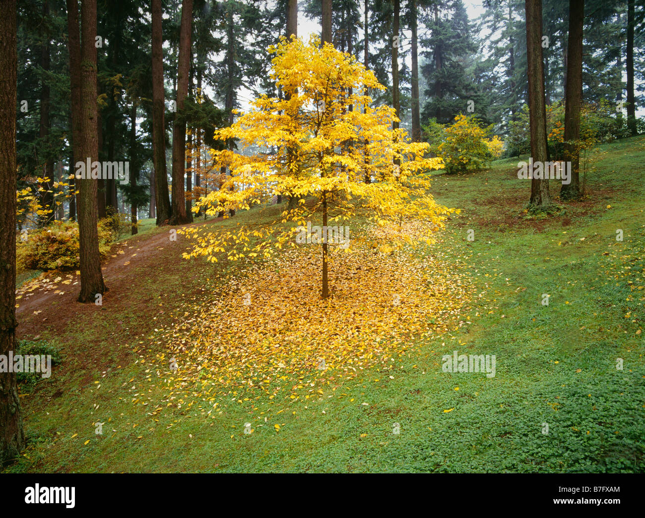 An ash tree loses leaves in autumn Mt Tabor Park Portland Oregon Stock ...