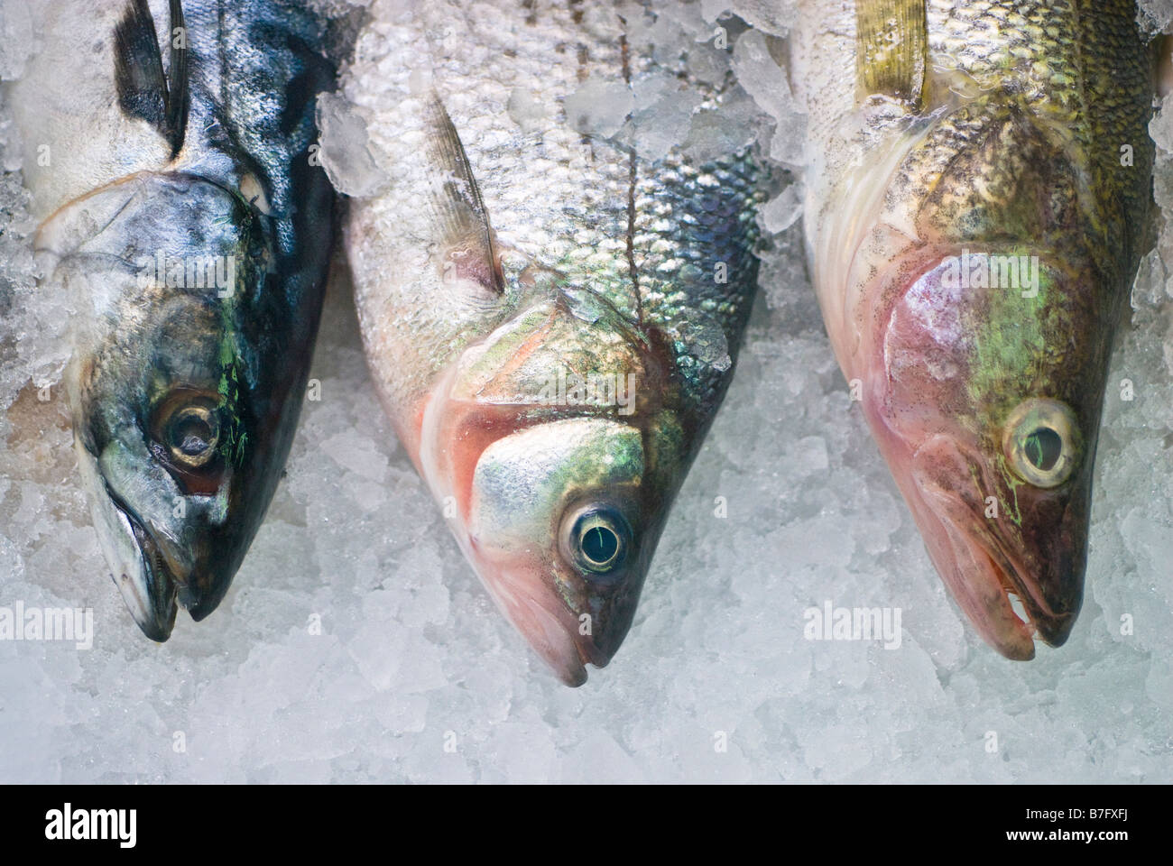 Fresh fish at the Kerrytown Market and Shops in Ann Arbor, Michigan ...