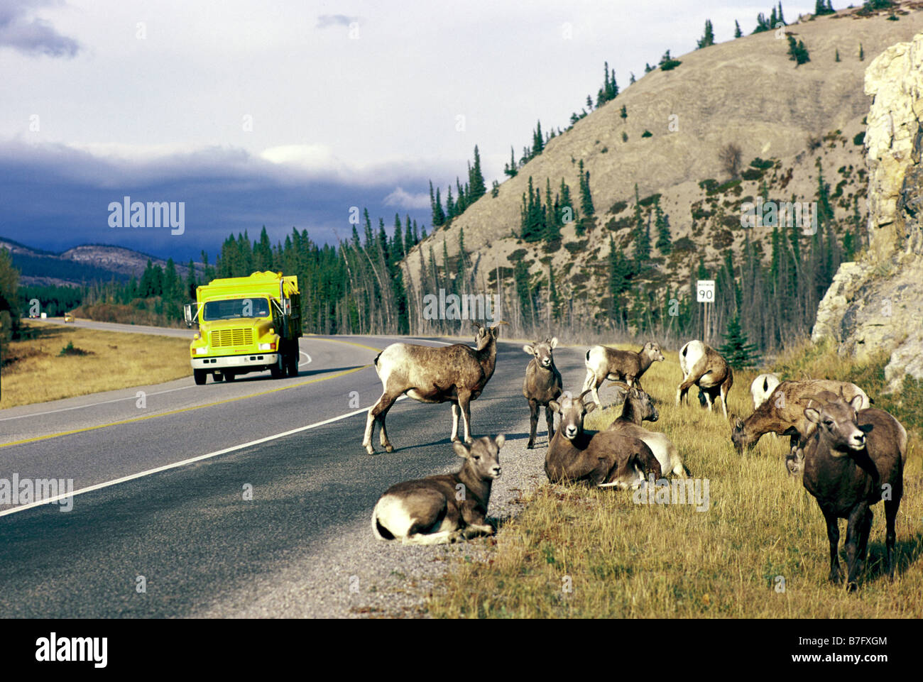 Jasper National Park, Canadian Rockies, Alberta, Canada - Bighorn Sheep ...