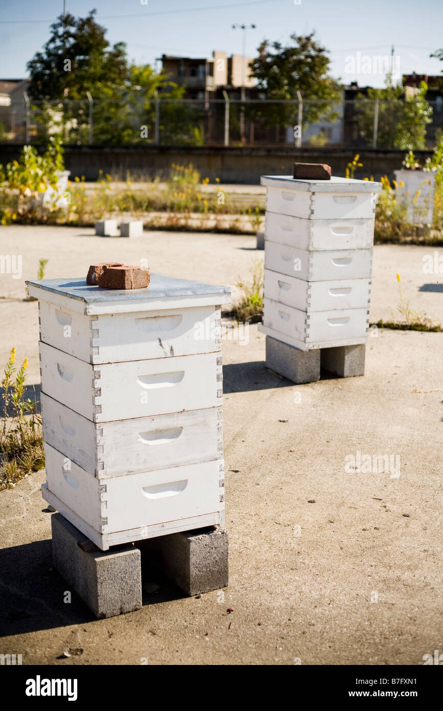 Beekeeping boxes hi-res stock photography and images - Alamy