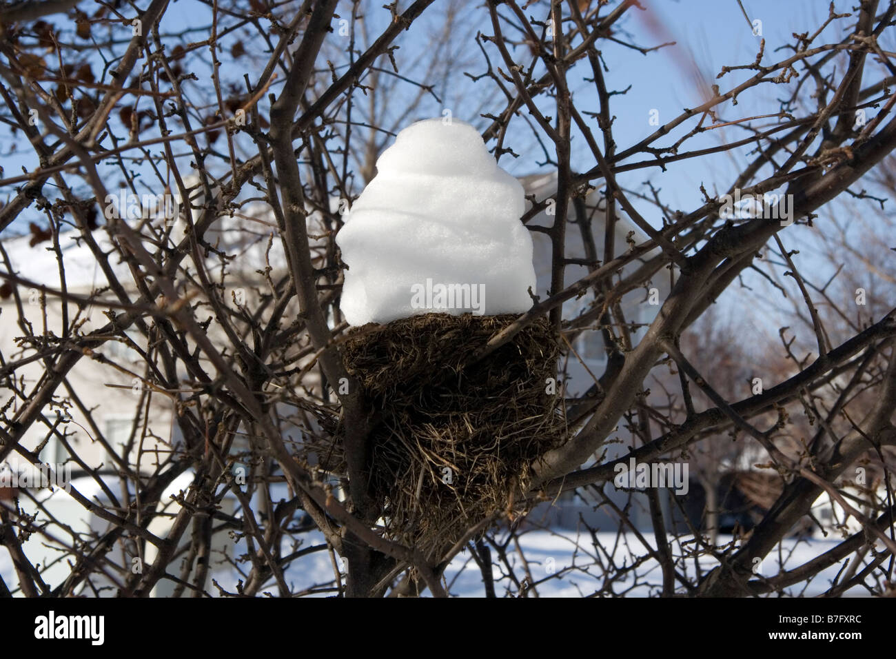 Snow in the nest Stock Photo - Alamy
