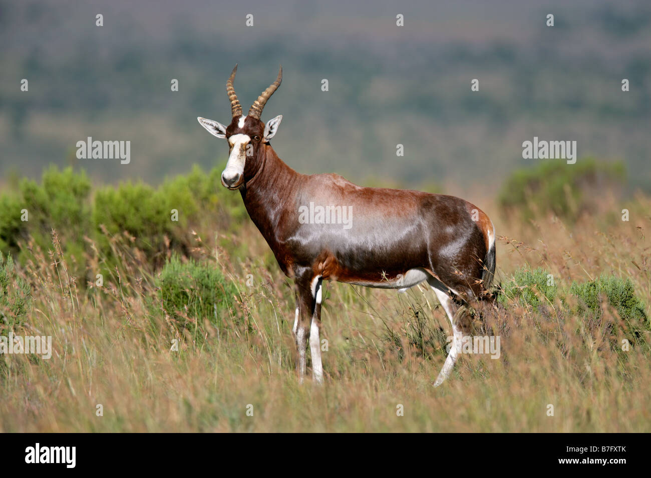 Blesbok South Africa High Resolution Stock Photography and Images - Alamy