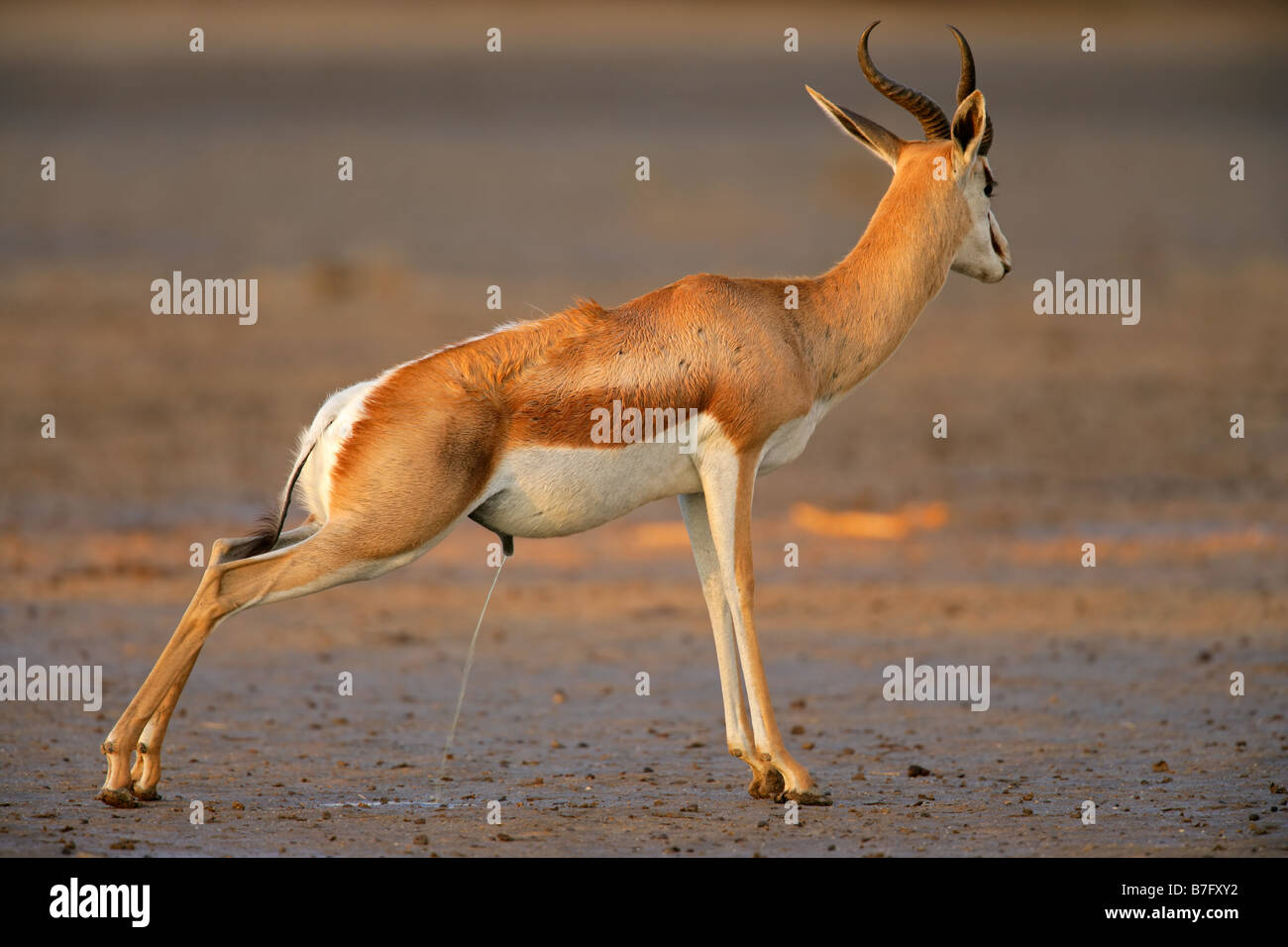 A male springbok antelope (Antidorcas marsupialis), Kgalagadi ...