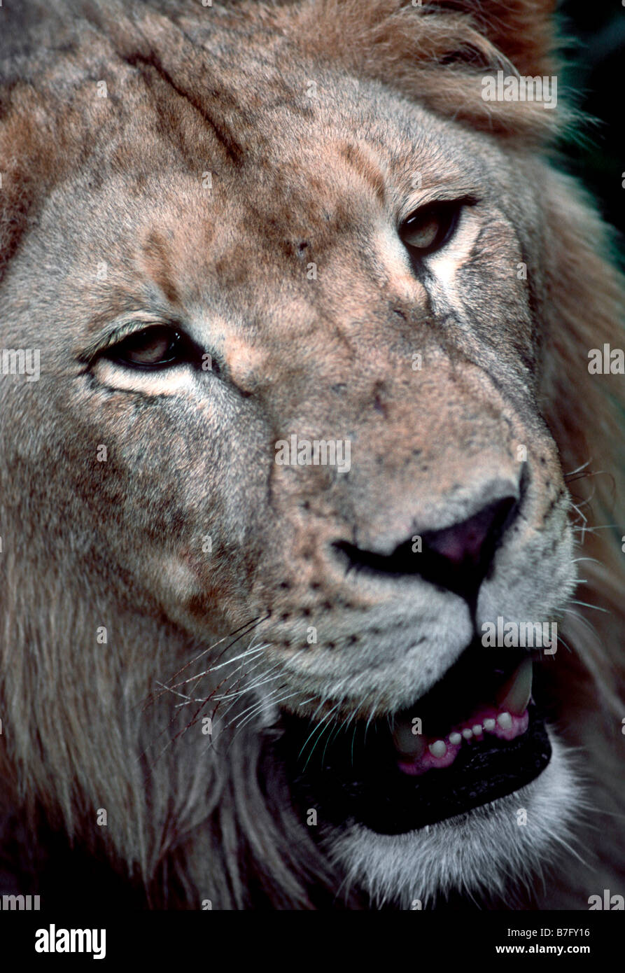 Face to face with lion hi-res stock photography and images - Alamy