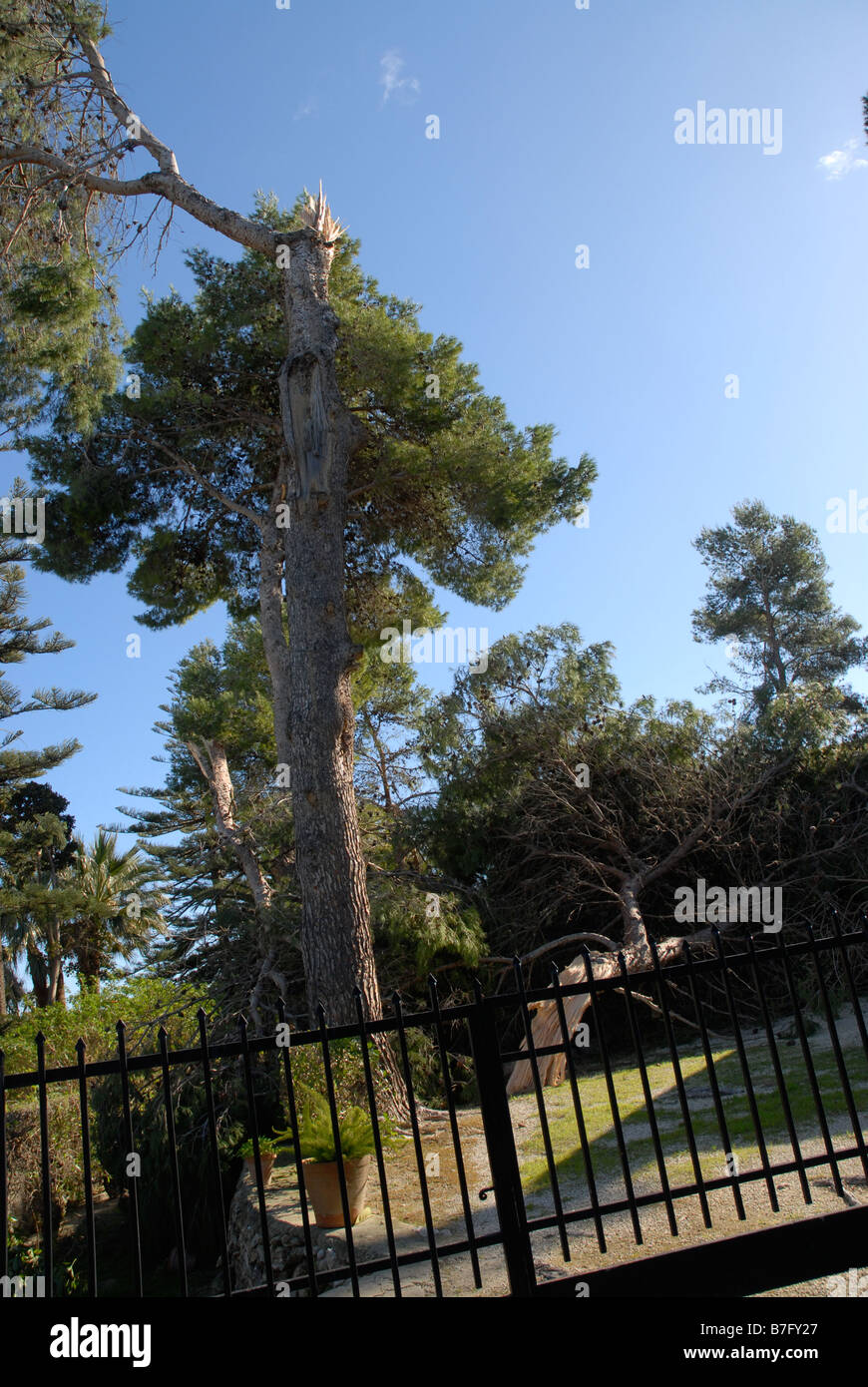 pine tree trunk snapped in hurricane force winds, in Jan 2009, Javea ...