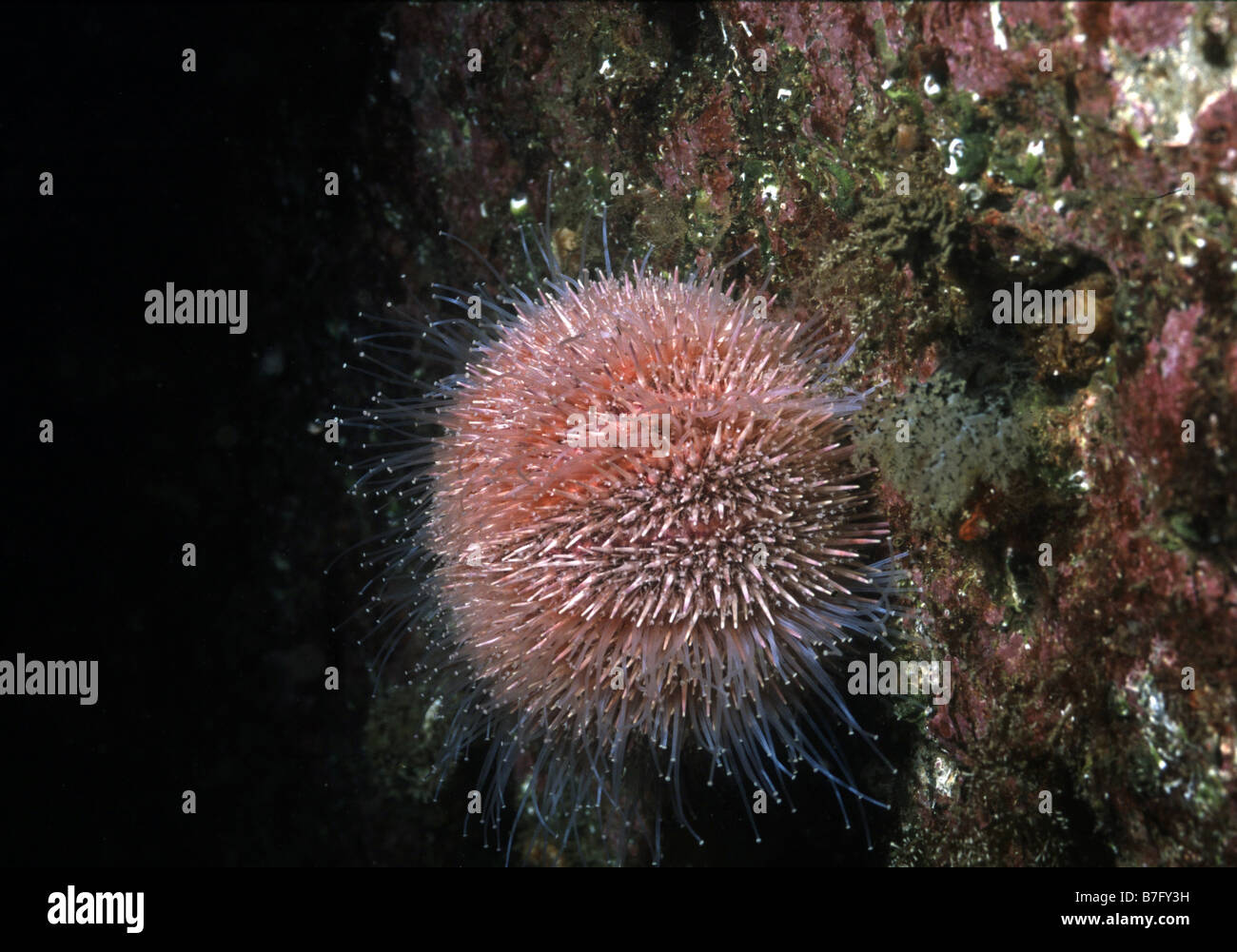 Common sea urchin echinus hi-res stock photography and images - Alamy