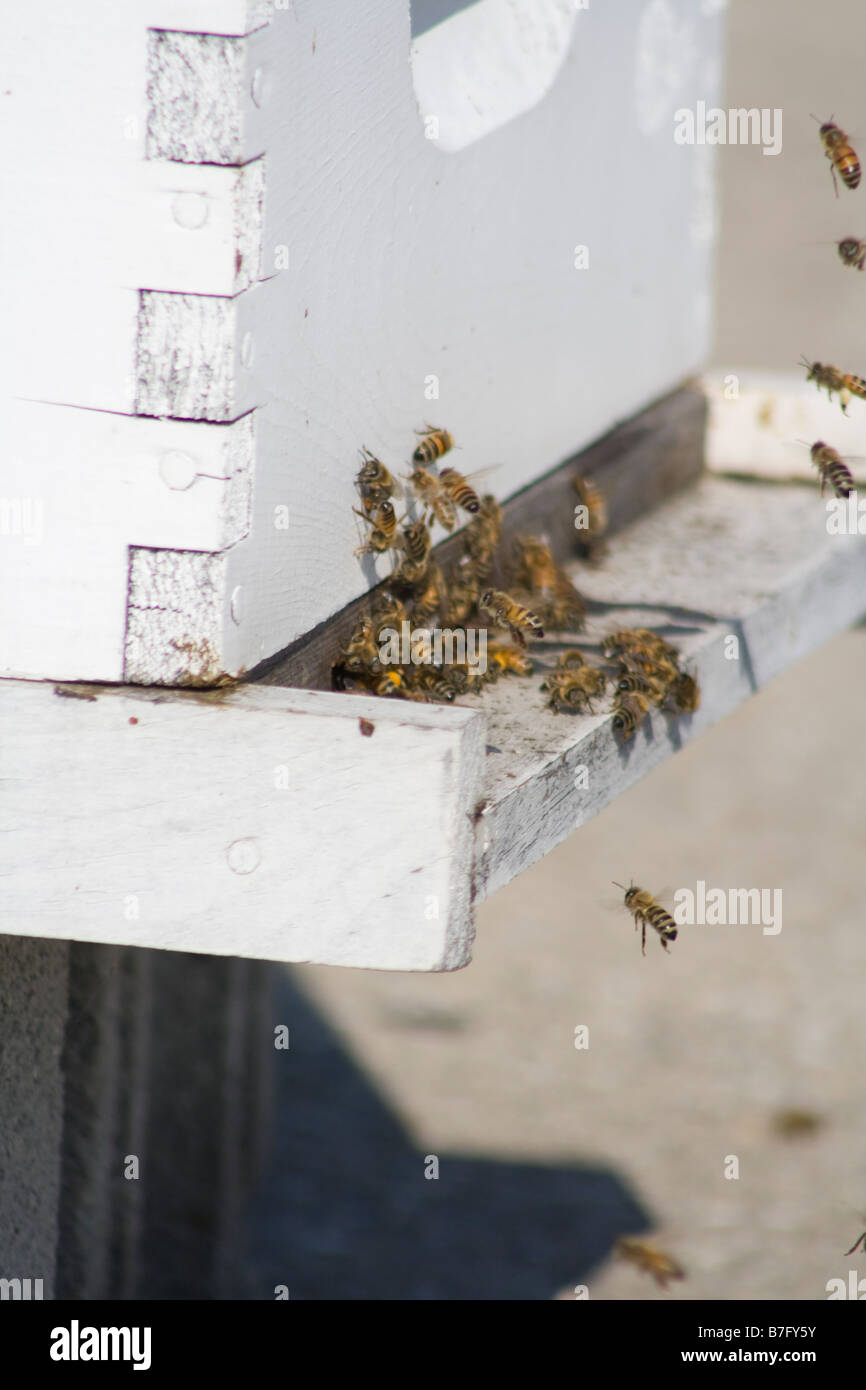 Worker bees returning to the hive Stock Photo - Alamy