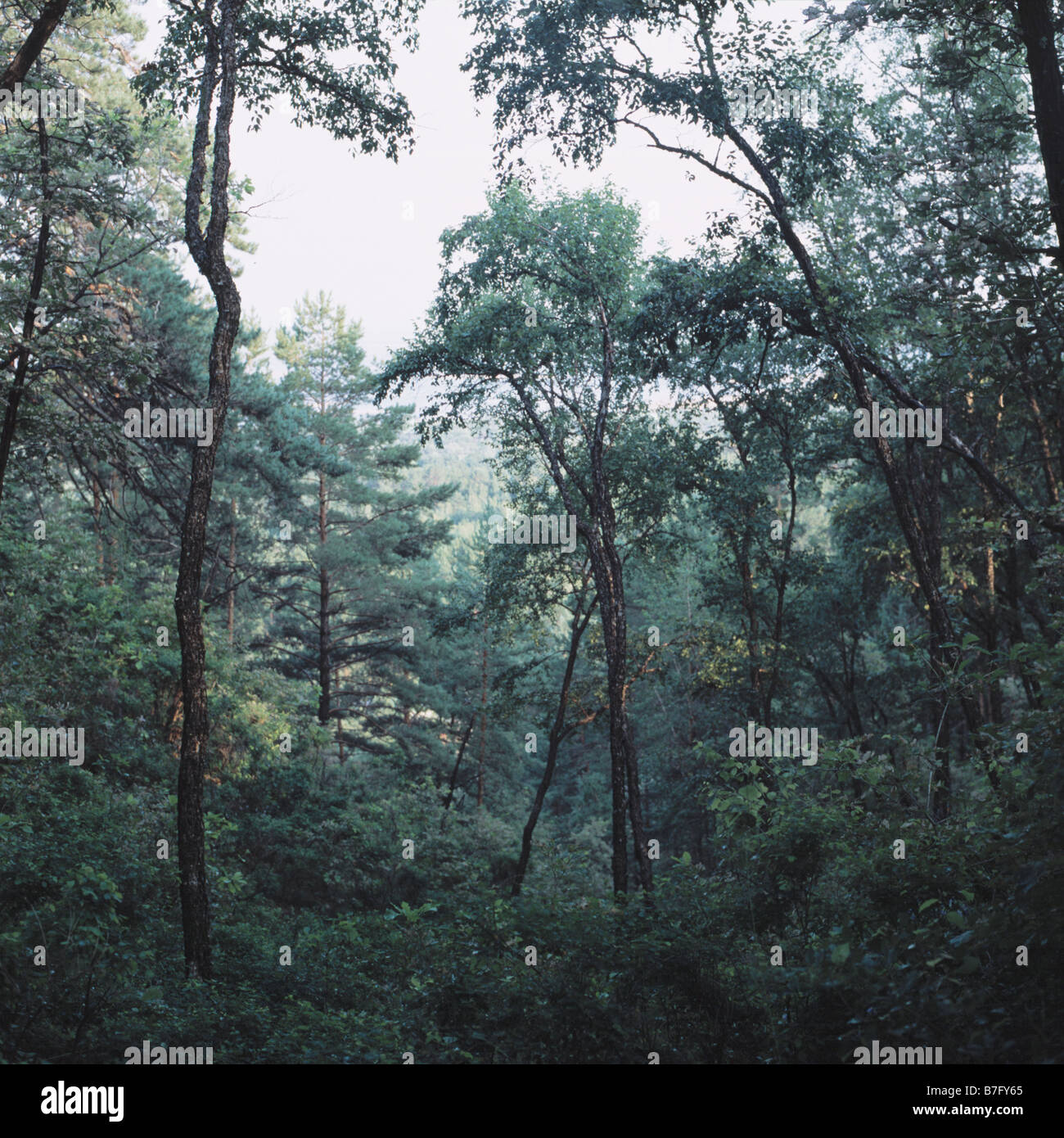 Amur region hi-res stock photography and images - Alamy