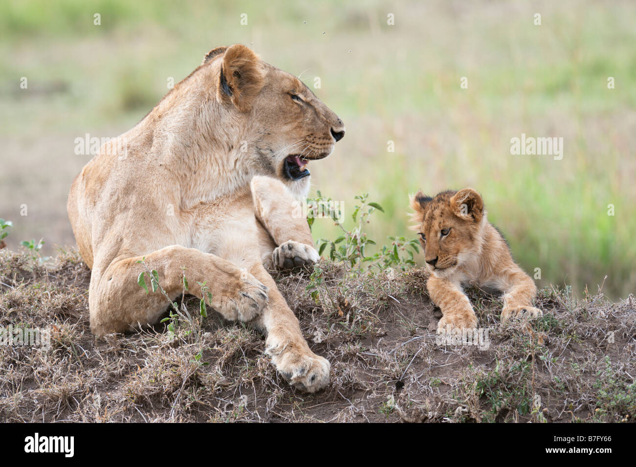 Lion listen hi-res stock photography and images - Alamy