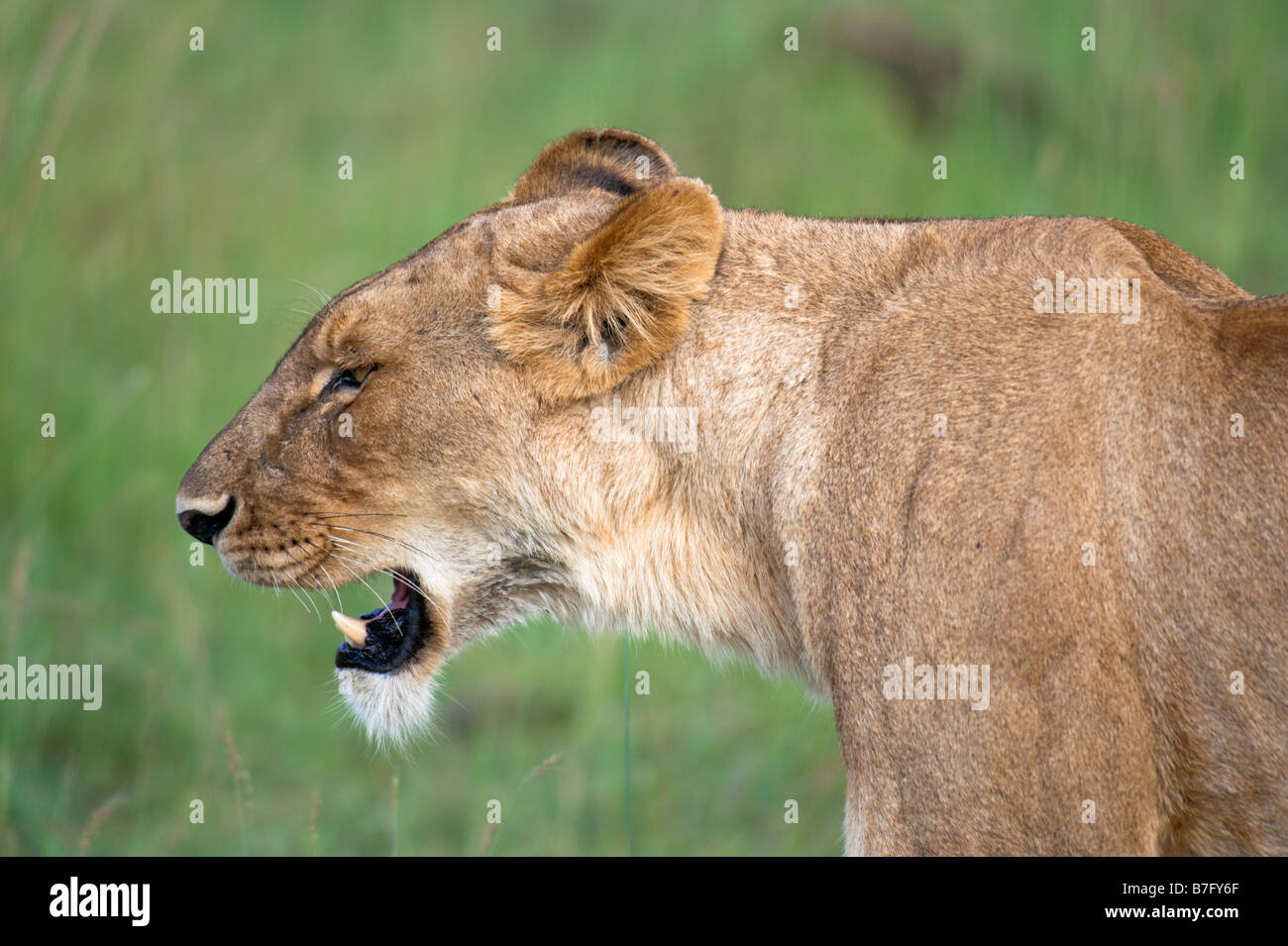Lioness Head Profile