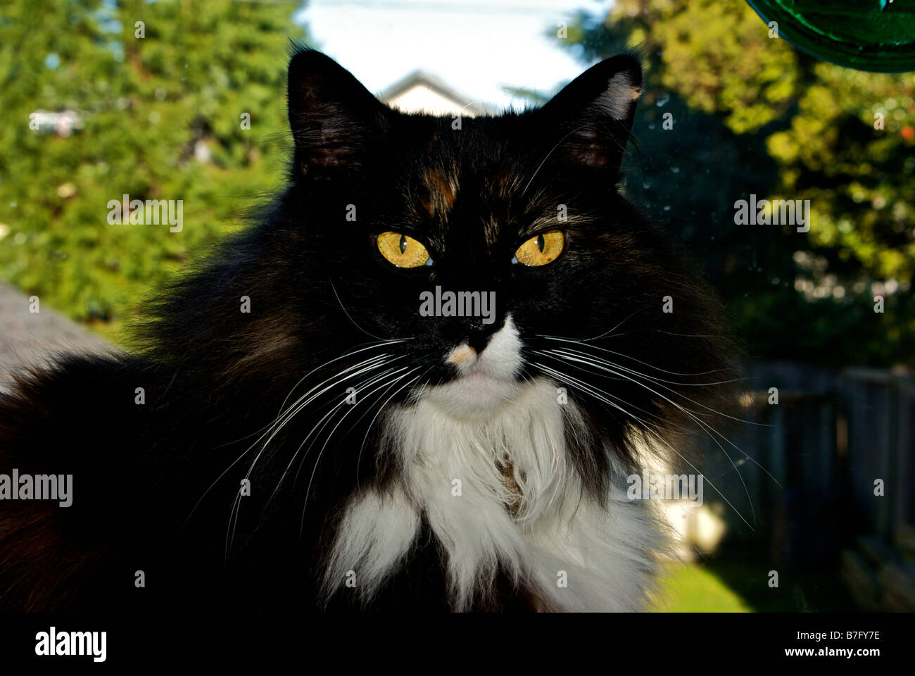 Long haired tortoiseshell colored Norwegian forest cat with white bib ...