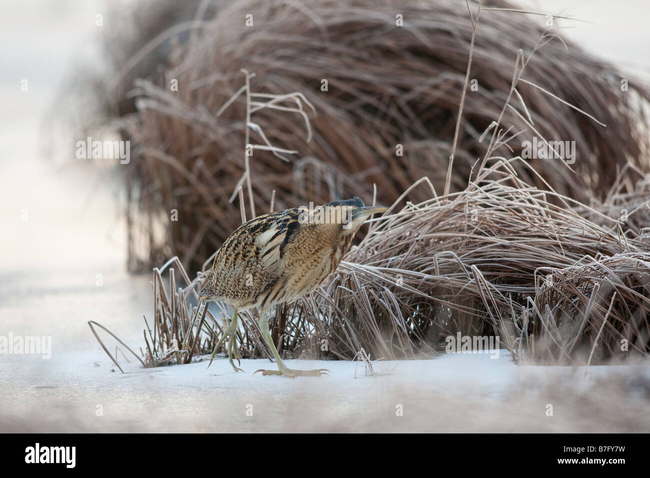 bird walking on the ice Stock Photo - Alamy
