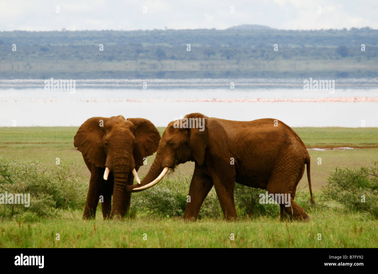 Two elephants touching trunks in Lake Manyara National Reserve Stock ...