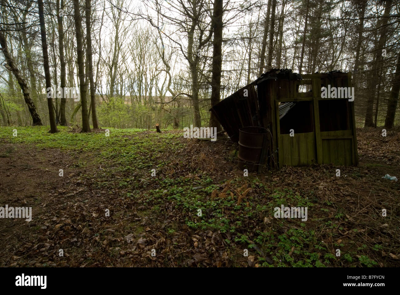 Derelict shack in Larch woodland Stock Photo - Alamy