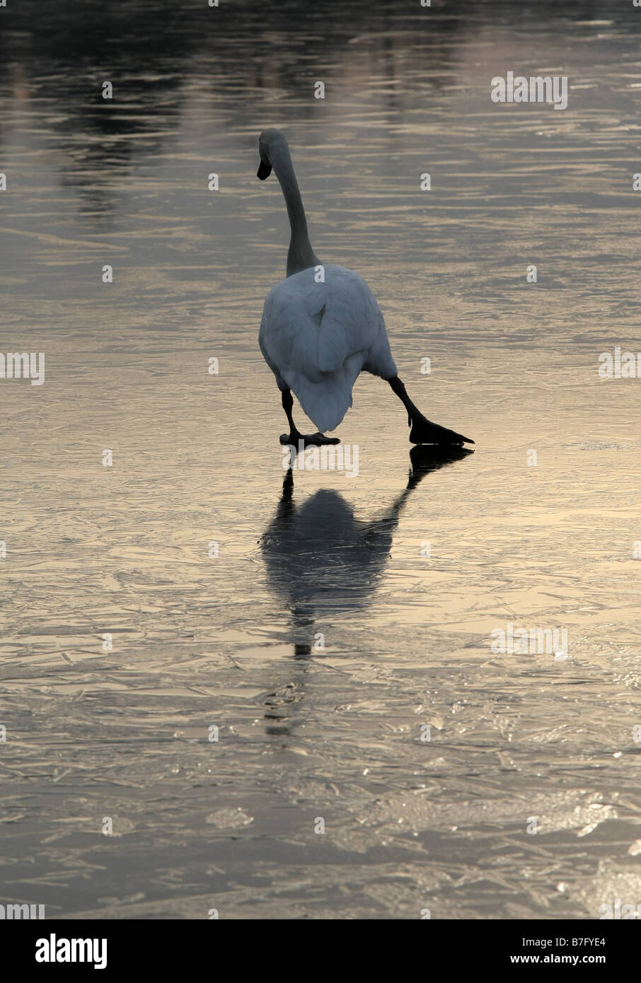 Swan feet hi-res stock photography and images - Alamy