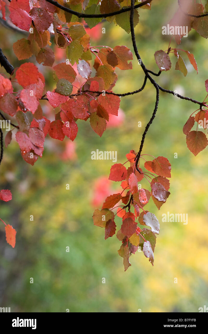 Poplar forests hi-res stock photography and images - Alamy