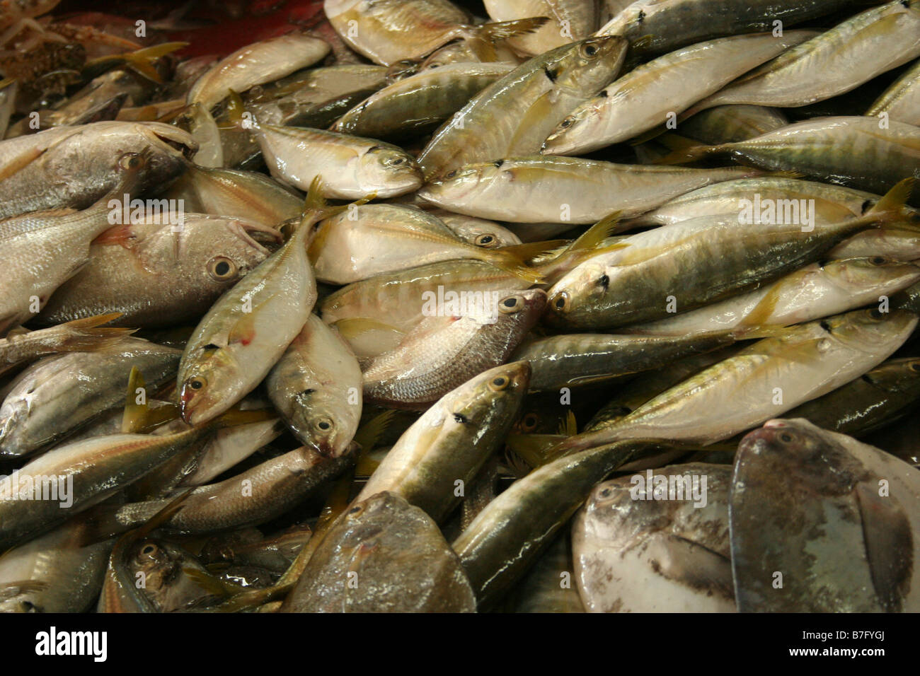 Fish for sale Stock Photo - Alamy