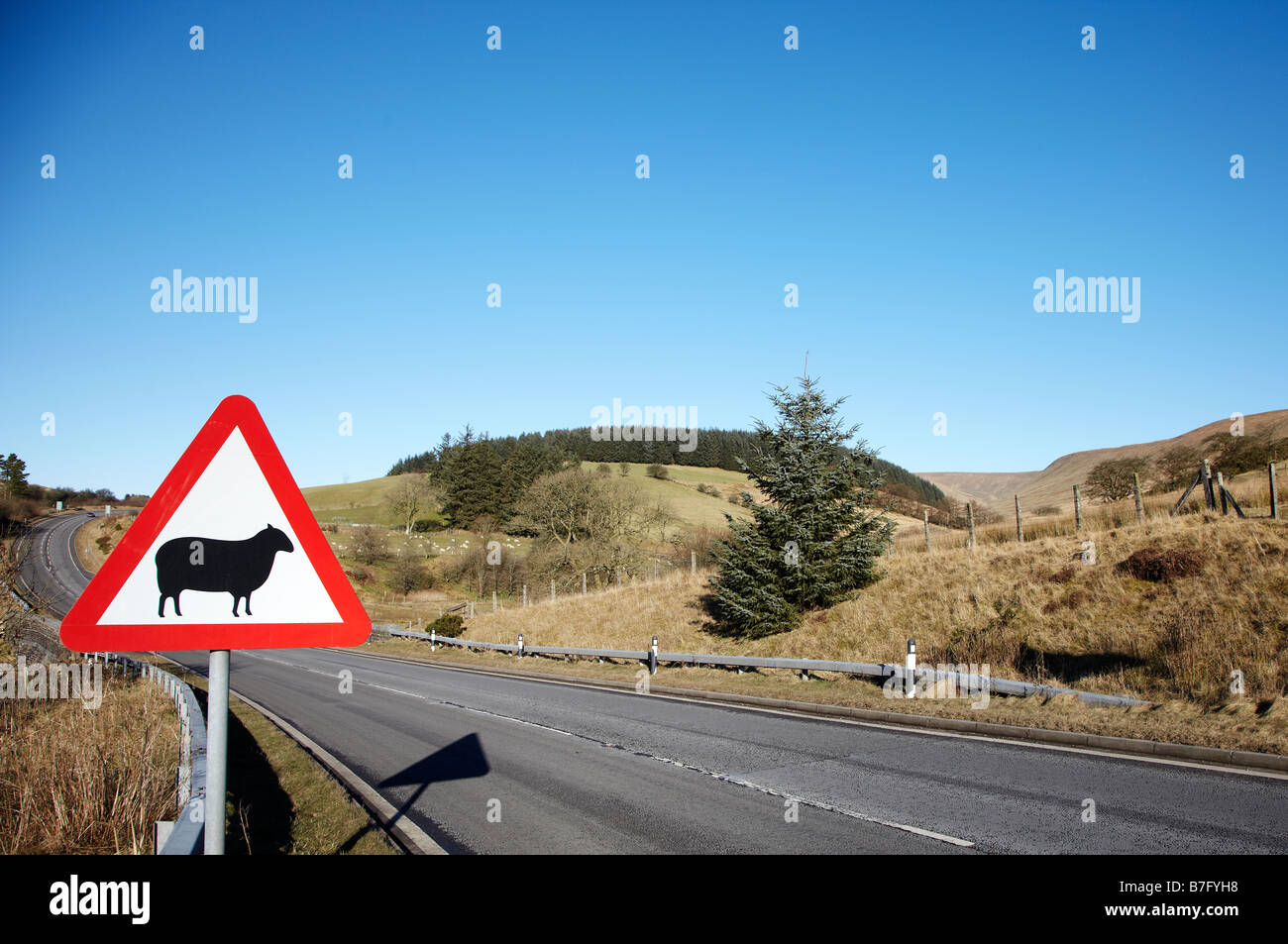 Road traffic sign warning sheep hi-res stock photography and images - Alamy