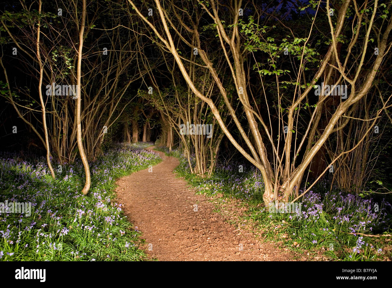 Borthwood copse Isle of Wight at night Stock Photo - Alamy