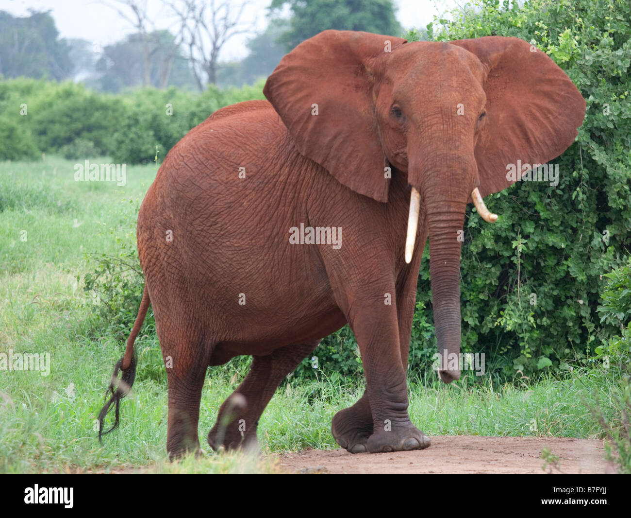 African elephant covered in red dust Tsavo East Kenya Stock Photo - Alamy