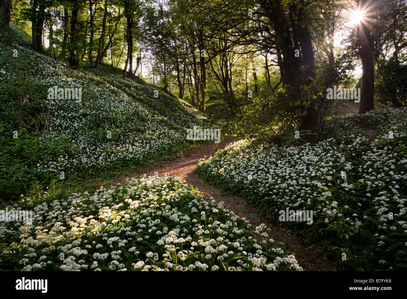 Greatwood Copse Wild Garlic Isle of Wight Stock Photo - Alamy