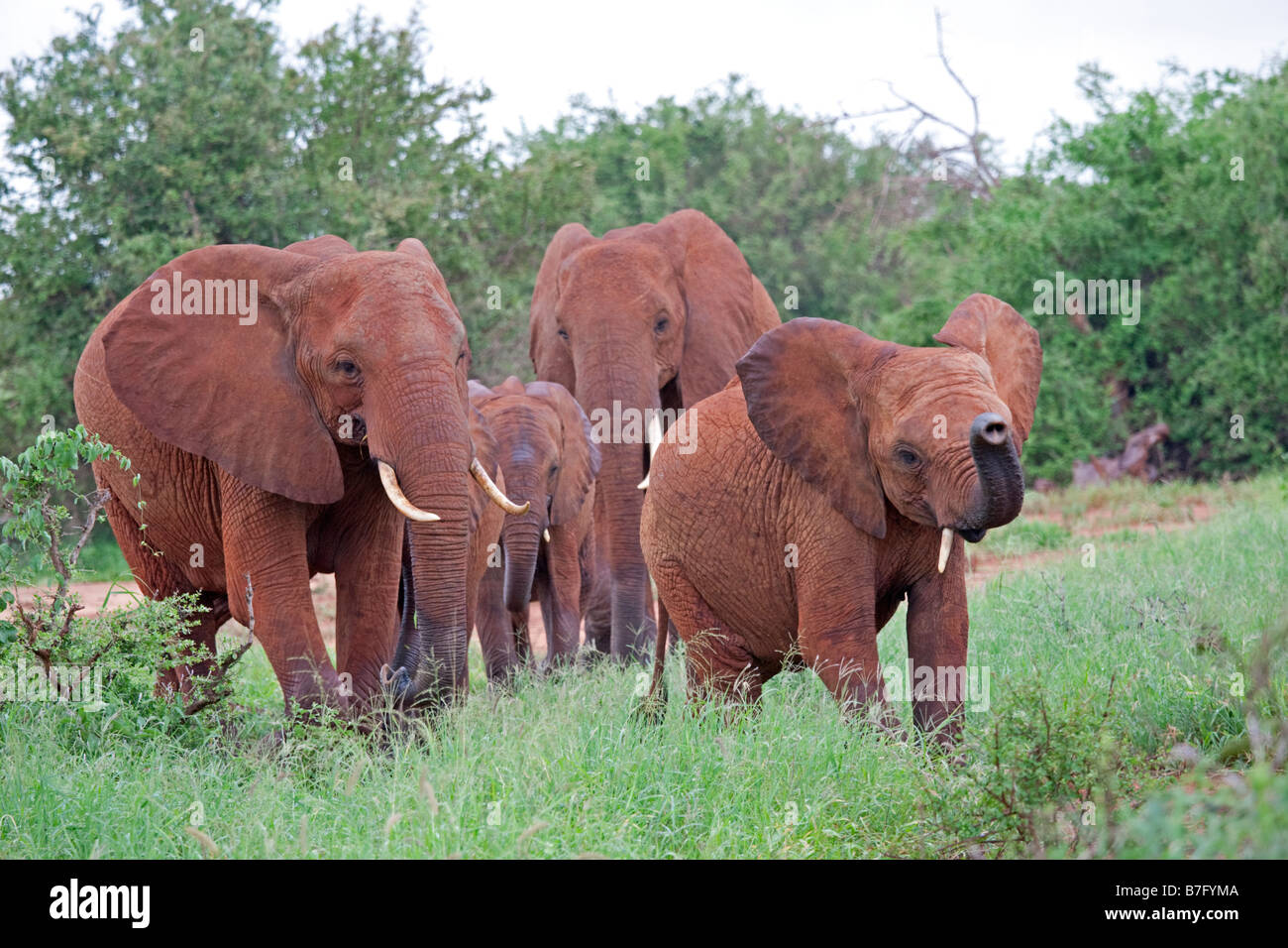 African elephants covered in red dust Tsavo East Kenya Stock Photo - Alamy