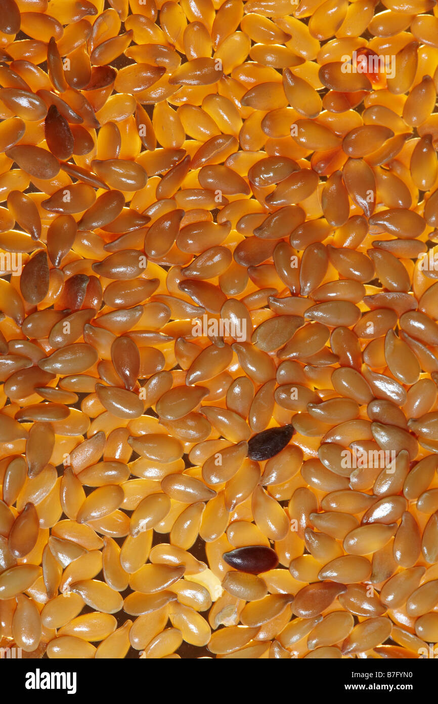 Linum usitatissimum seeds hi-res stock photography and images - Alamy