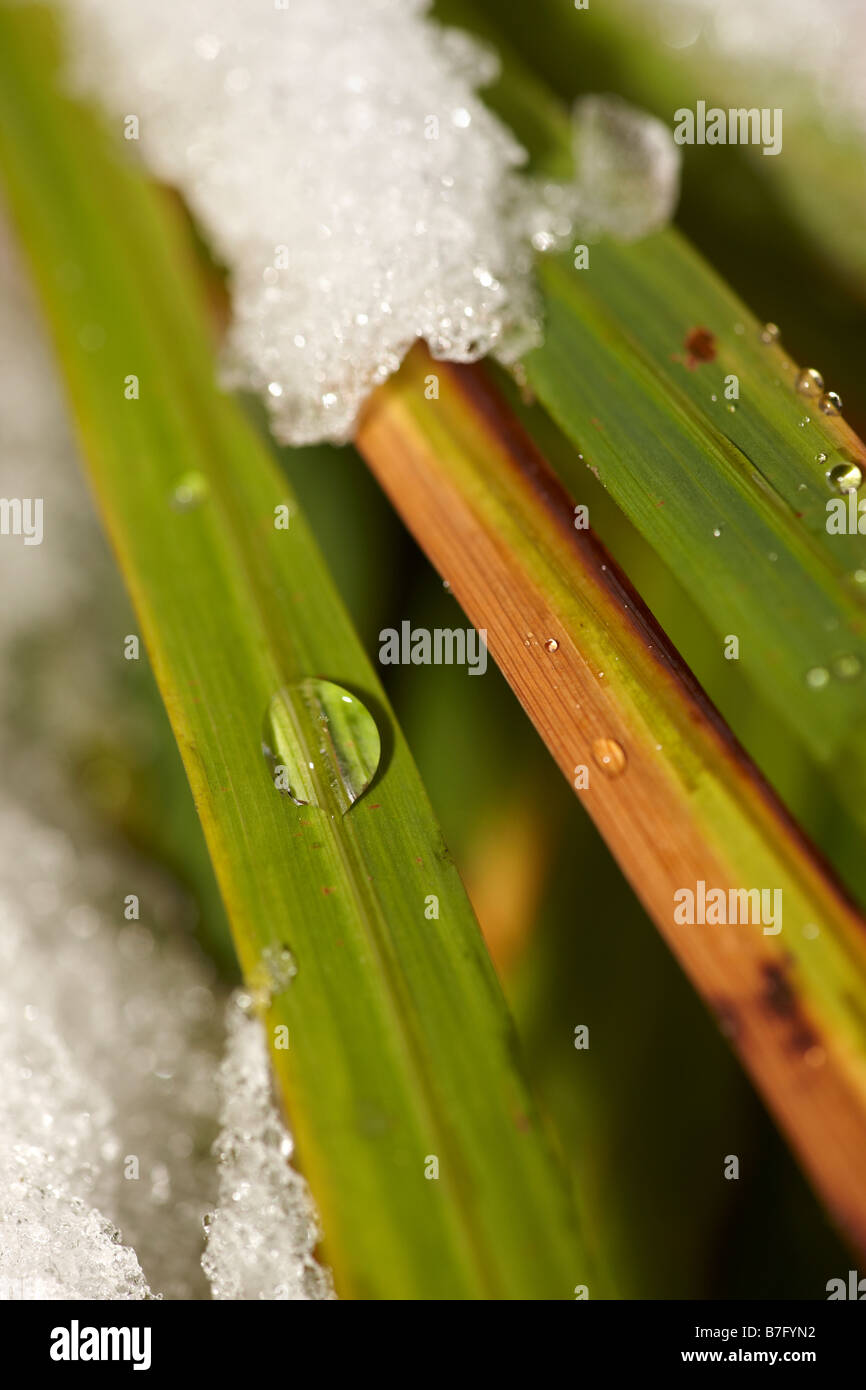 Water droplets on leaf in winter Stock Photo - Alamy