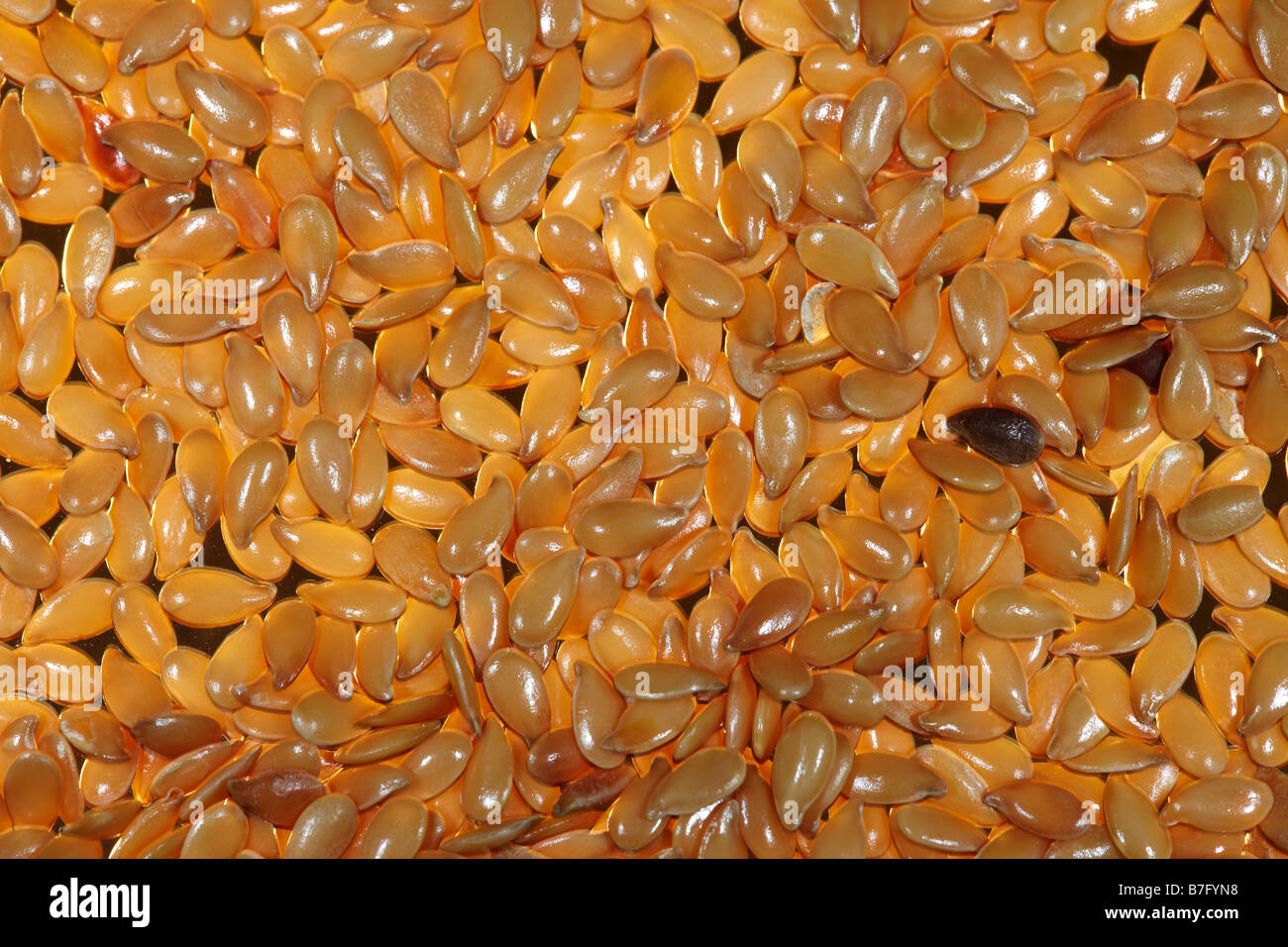 Flax Seeds or Linseed (Linum usitatissimum Stock Photo - Alamy