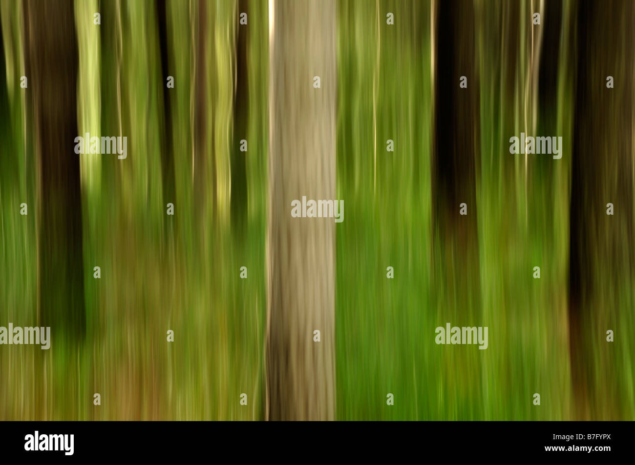 Cedar tree trunks Foret des cedres Provence France (intentional camera ...