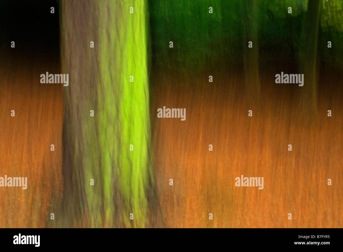 Intentional camera movement icm tree hi-res stock photography and ...