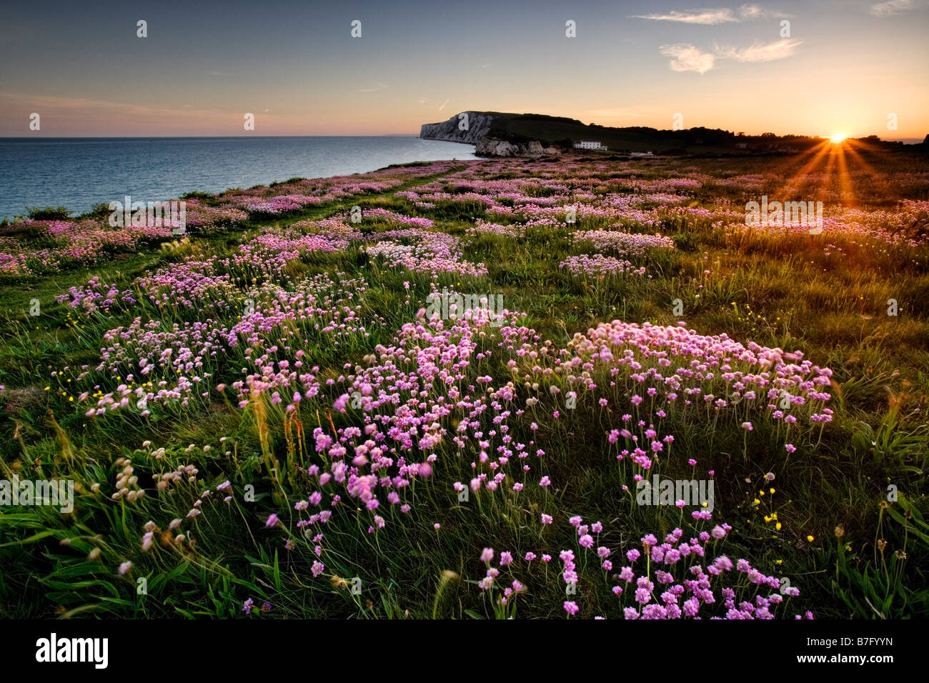 Pink Thrift at Freshwater Bay Isle of Wight Stock Photo - Alamy