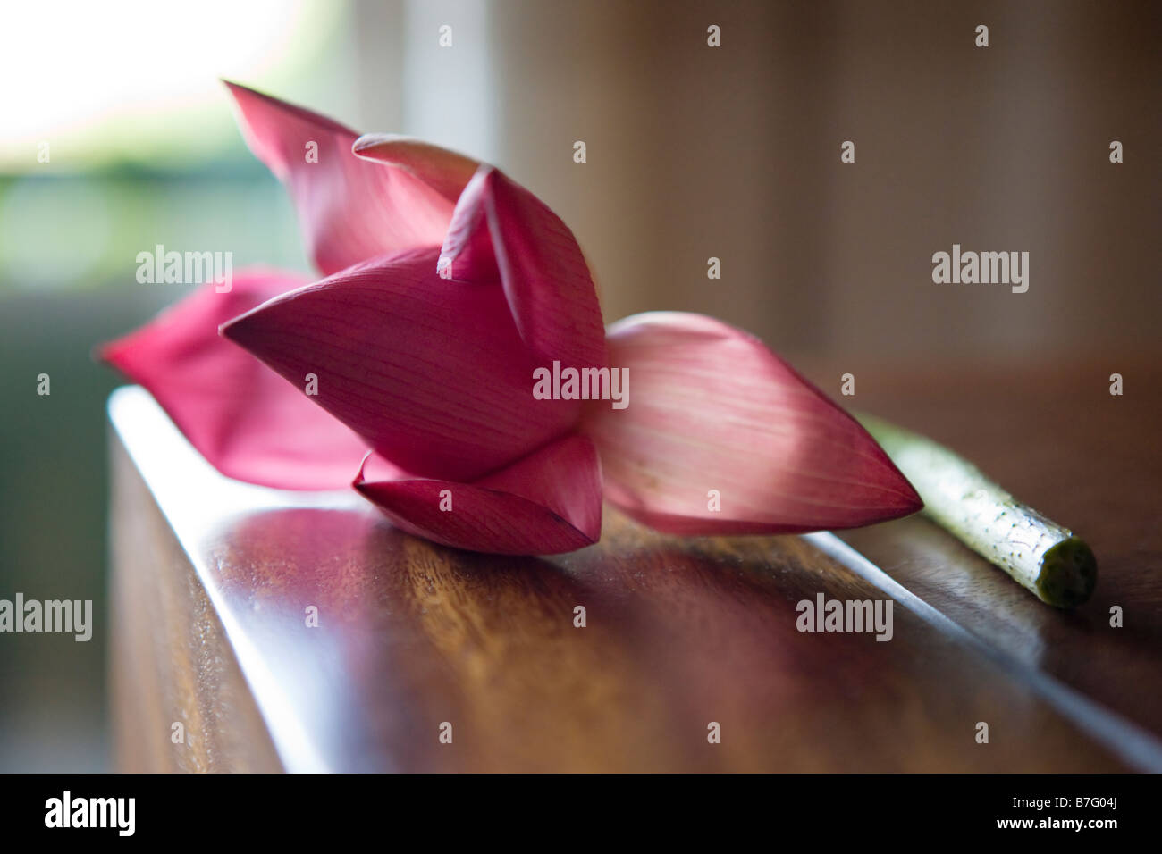 Unusual cut flower hi-res stock photography and images - Alamy