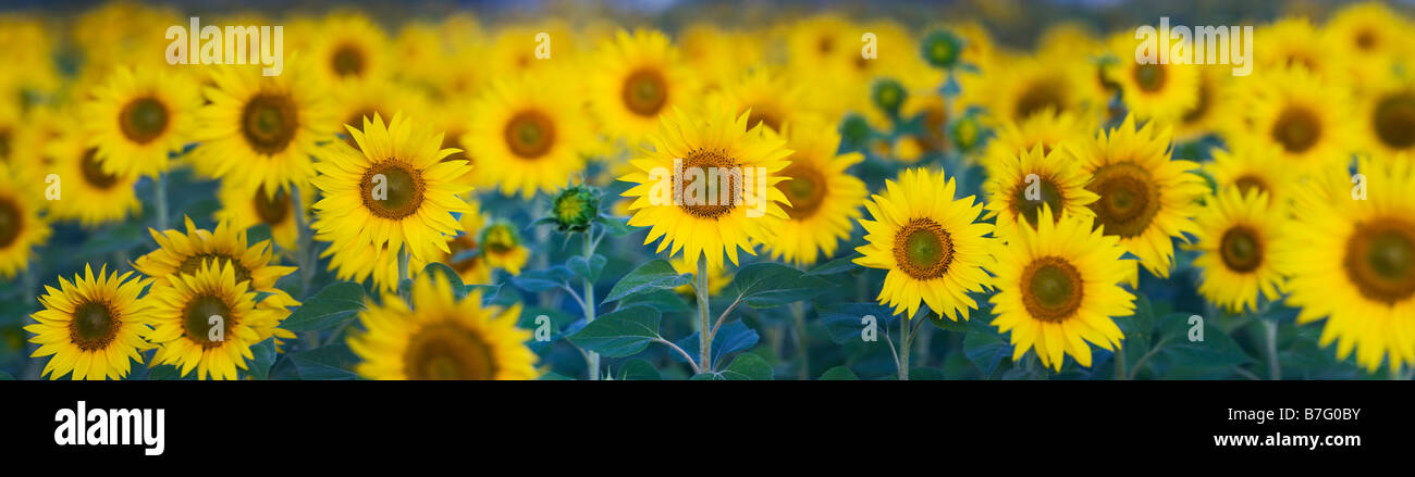 Sunflowers in an Indian field. Grown or the seed crop. Andhra Pradesh ...