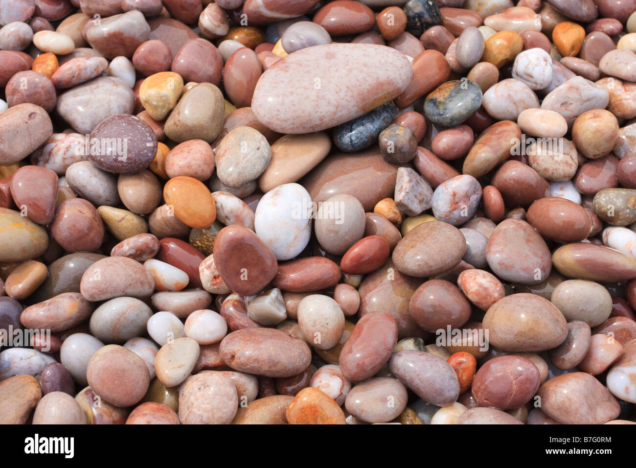 Wet Round Pebbles on the beach at Budleigh Salterton Stock Photo - Alamy