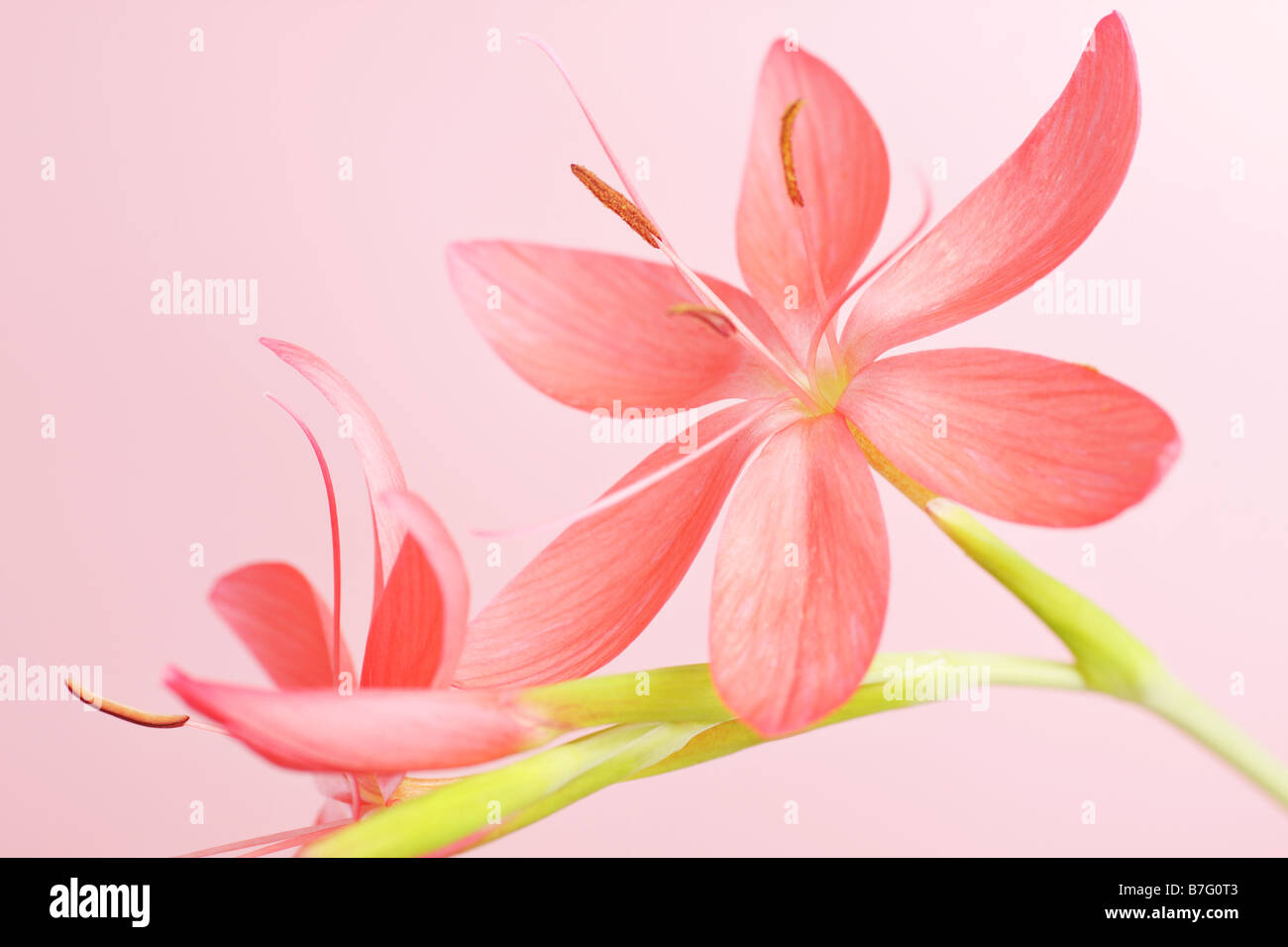 delicate kaffir lilies Stock Photo - Alamy