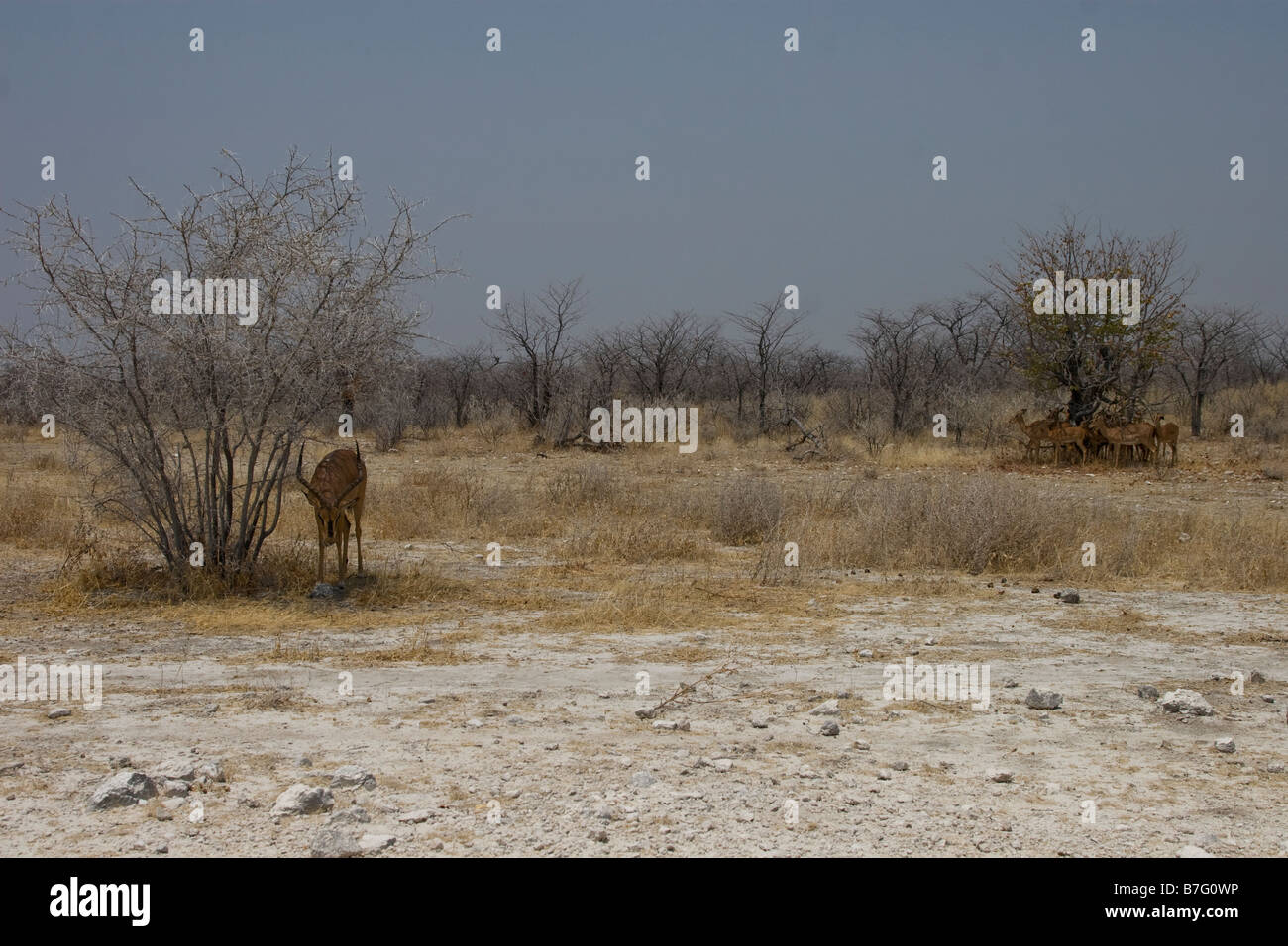 Male impala with herd hi-res stock photography and images - Alamy