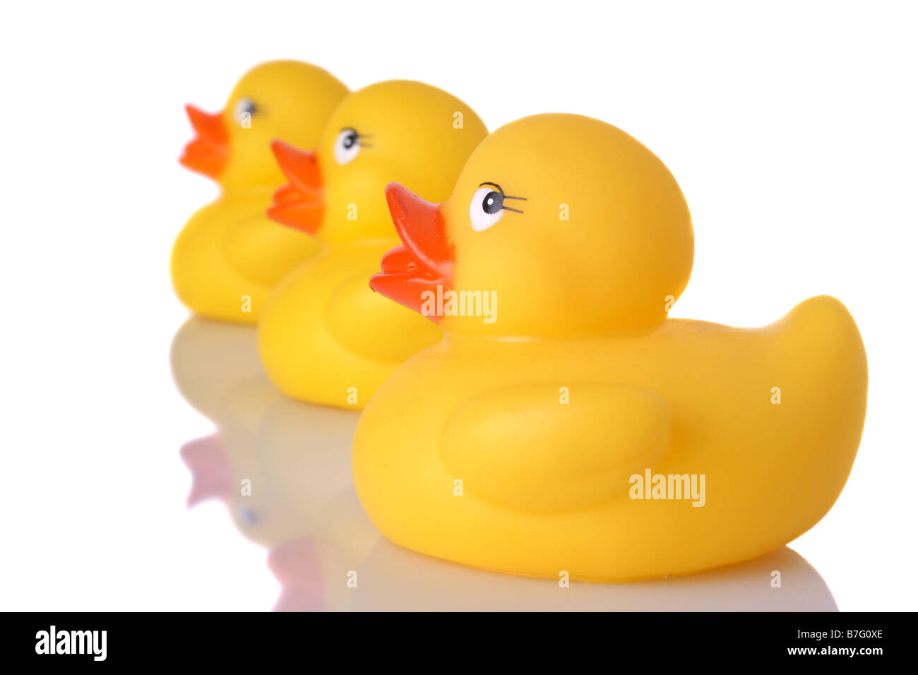 Three little Rubber Ducks sitting in a row with reflection on white ...