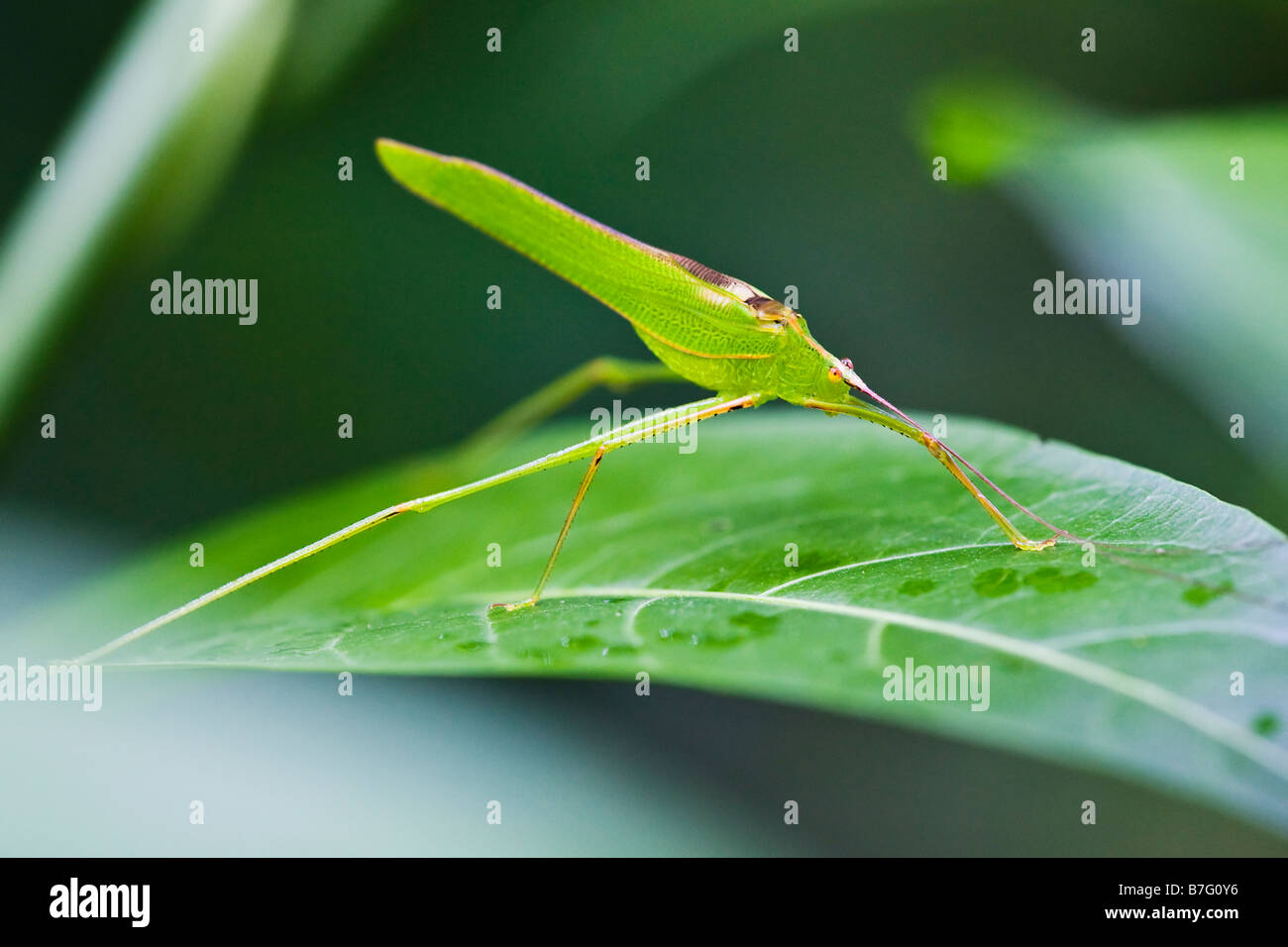 An unusual insect on a leaf Stock Photo - Alamy
