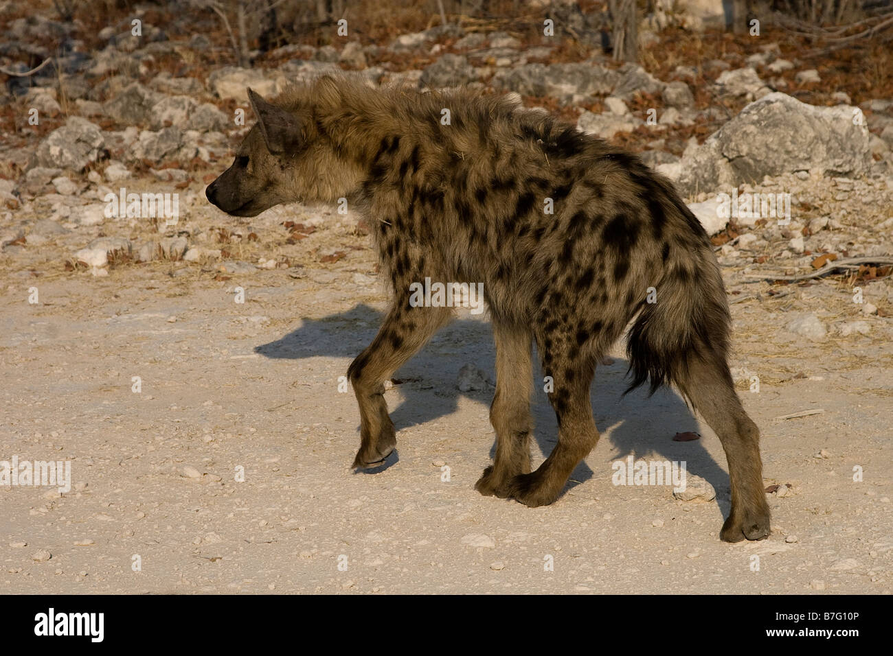 spotted hyena etosha namibia Stock Photo - Alamy