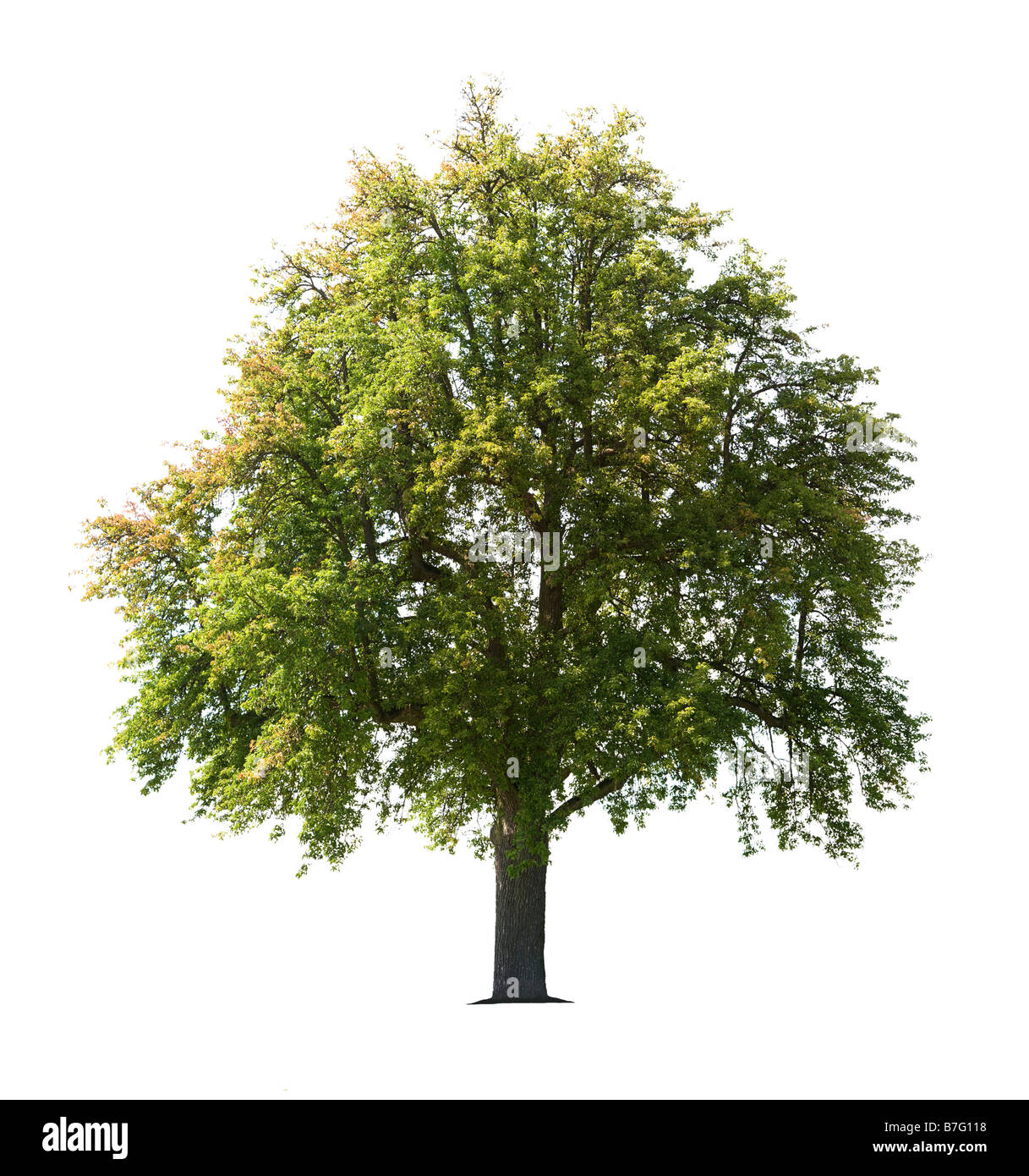 Pear tree Pyrus communis isolated on white Stock Photo - Alamy